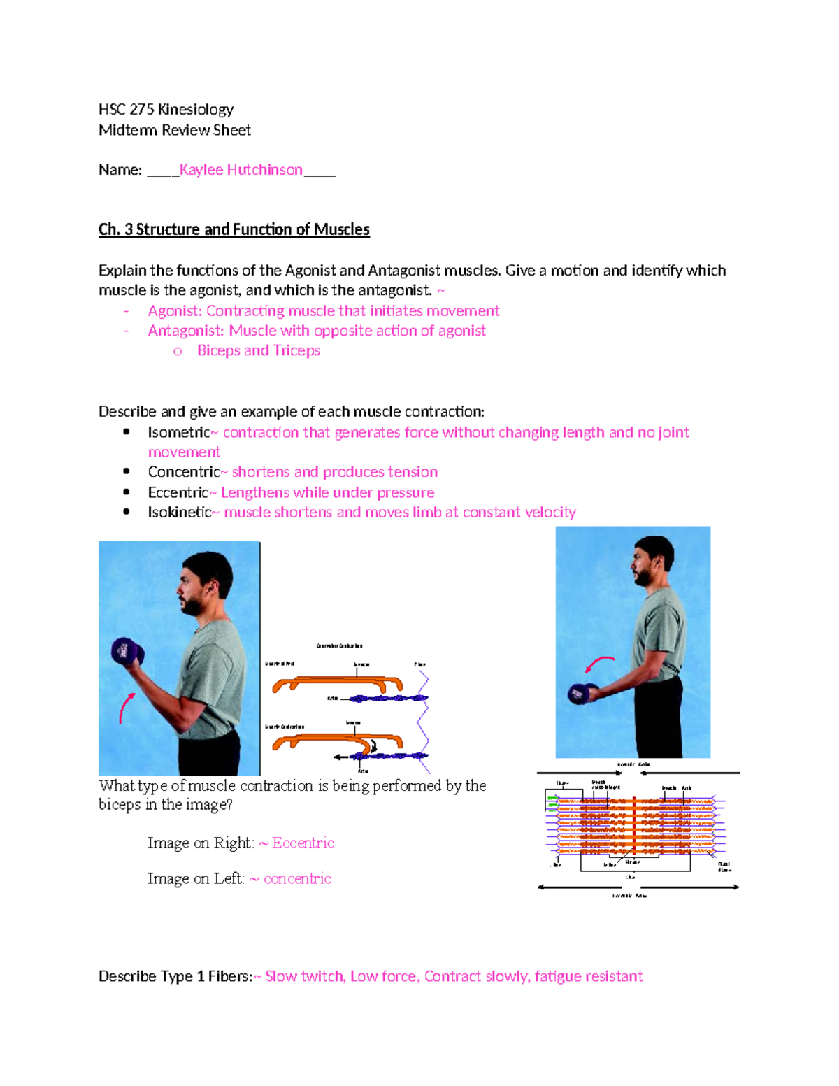 HSC 275 Kinesiology Midterm Review: Muscle Functions & Contractions ...
