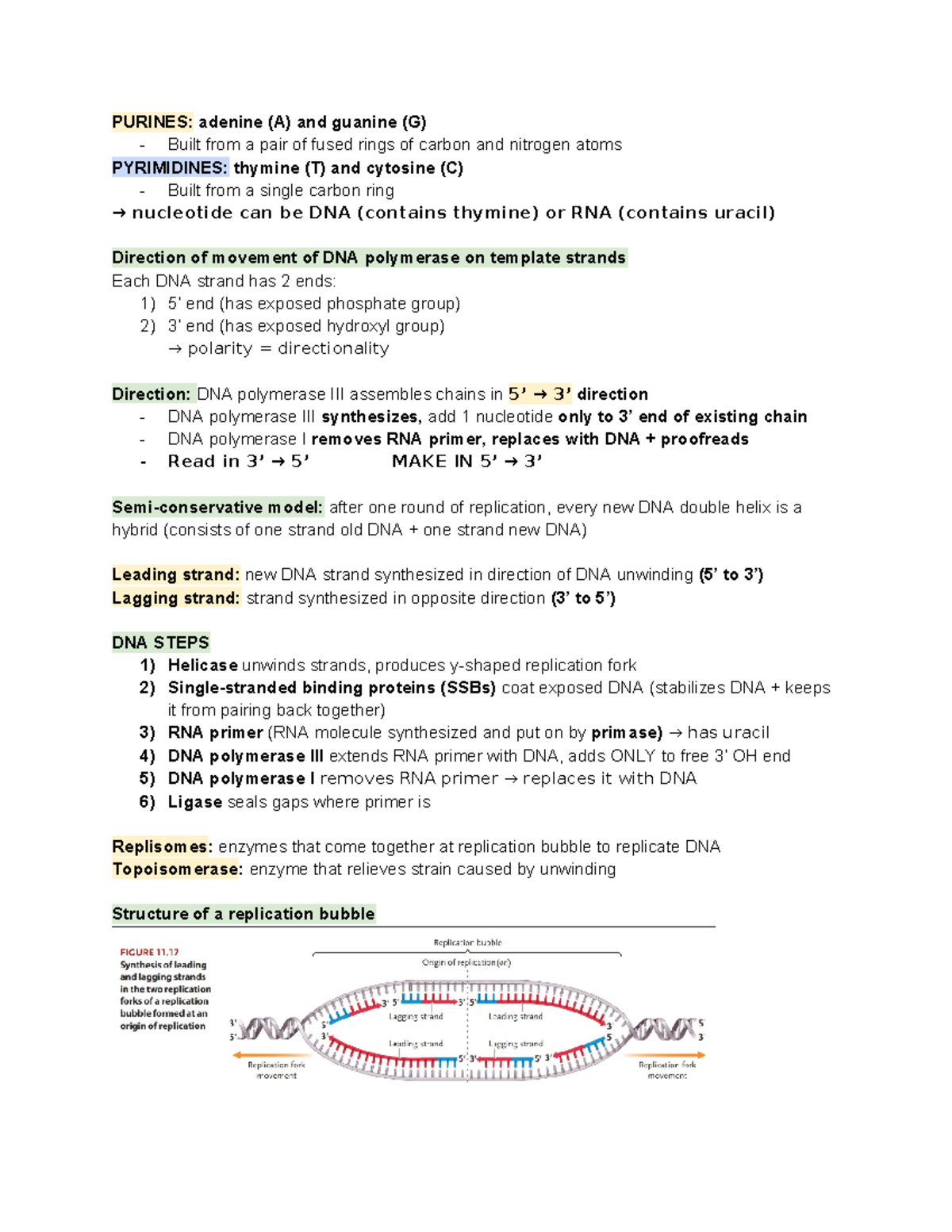 Cycle 3 - Lecture Notes on DNA Replication and Telomeres - Studocu