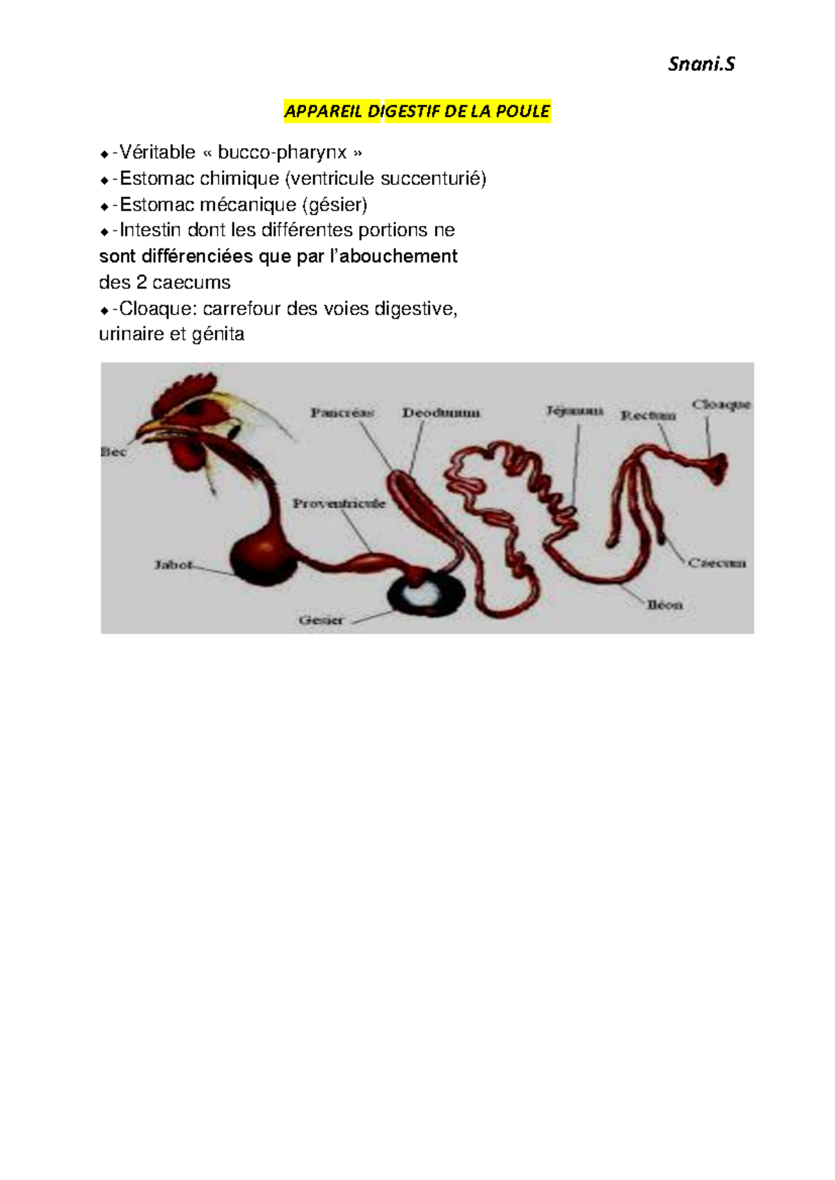 Appareil Digestif de la Poule : Anatomie et Fonction - Étude - Studocu