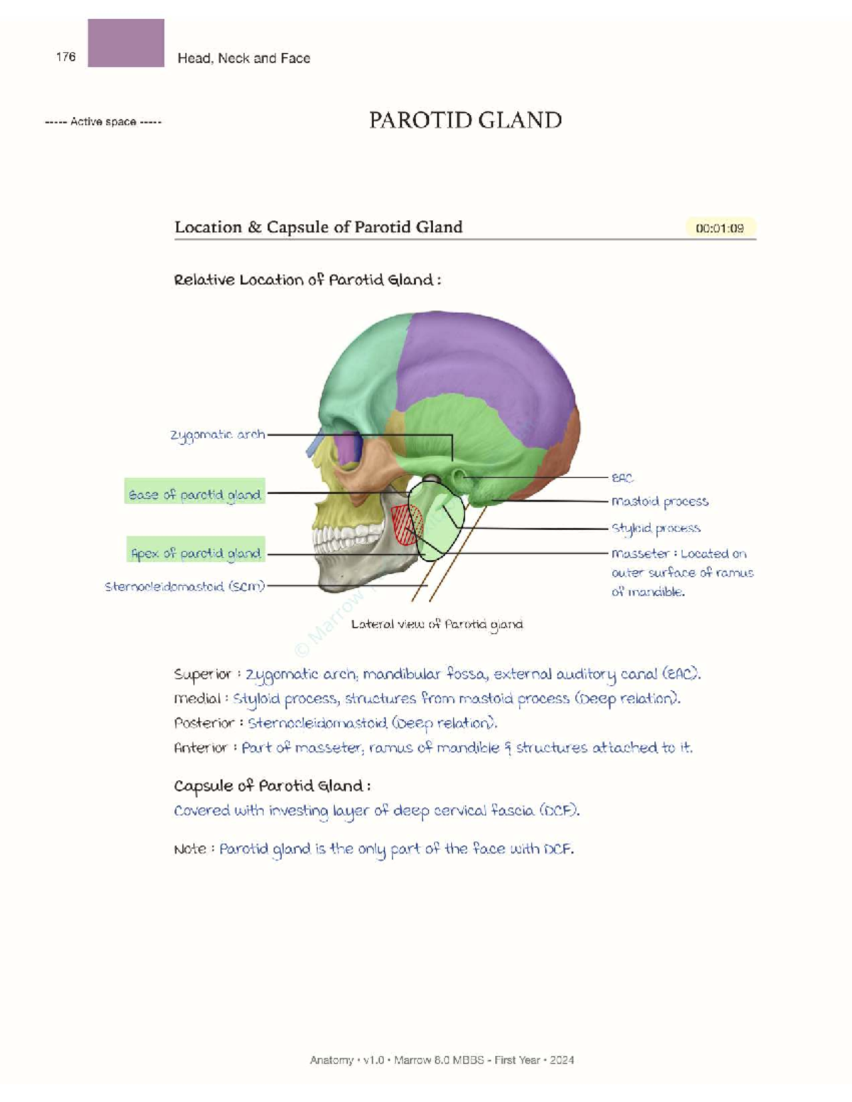 MBBS 1st Year 2024: Anatomy of Head, Neck, and Face - Parotid Gland ...