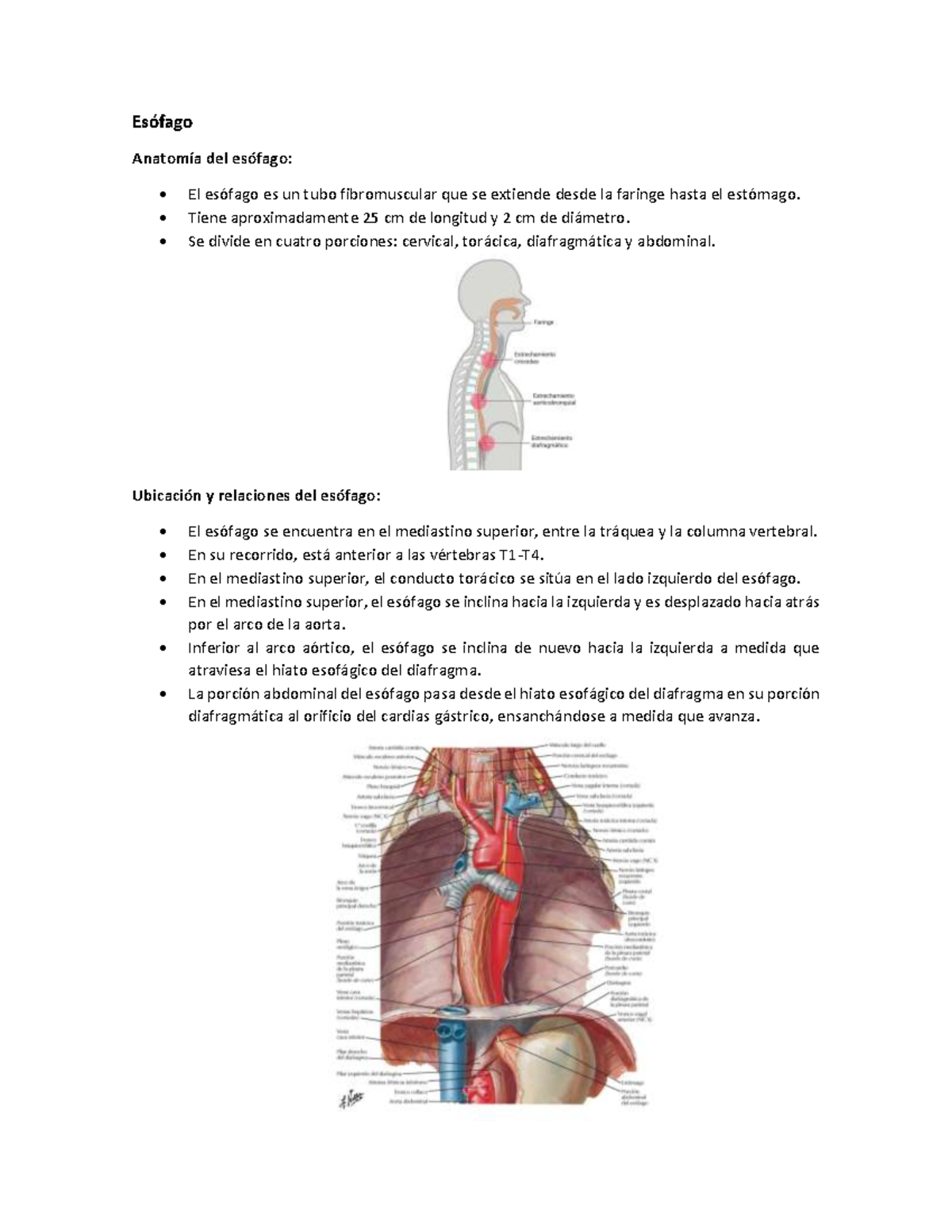 Anatomía y Función del Esófago: Estudio Detallado del Estructura - Studocu