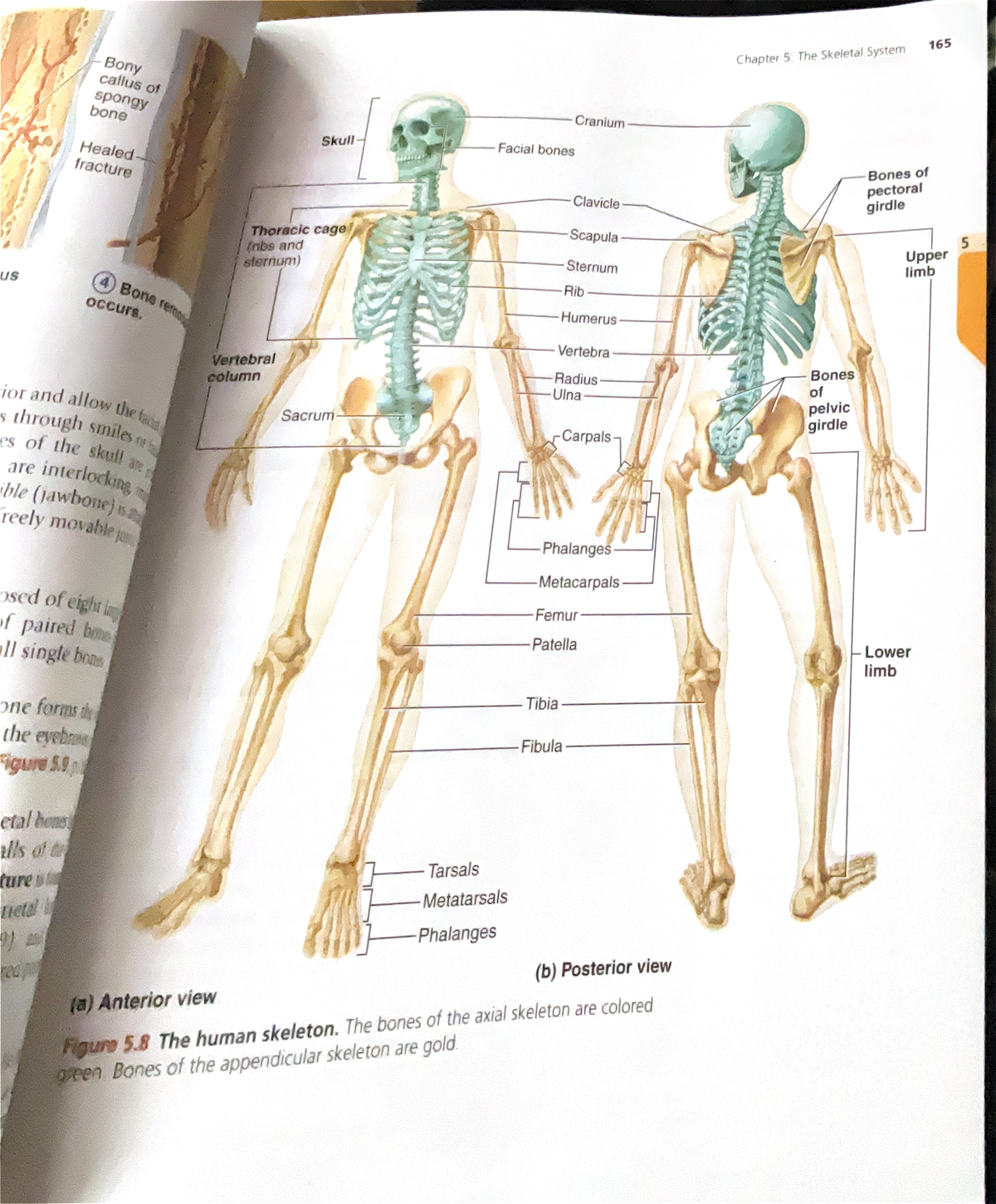 Bony 165 Chapter 5: The Skeletal System Overview and Key Details - Studocu