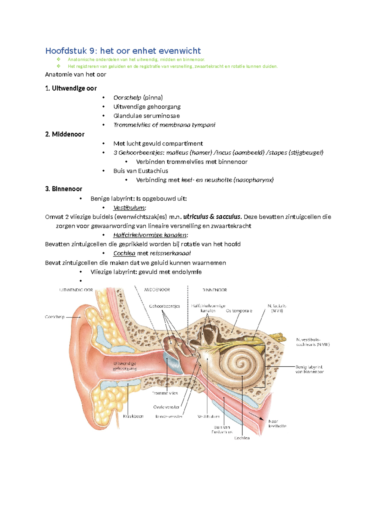 Tussentijdse Toets 2 - Samenvatting Anatomie en Fysiologie van het Oor ...