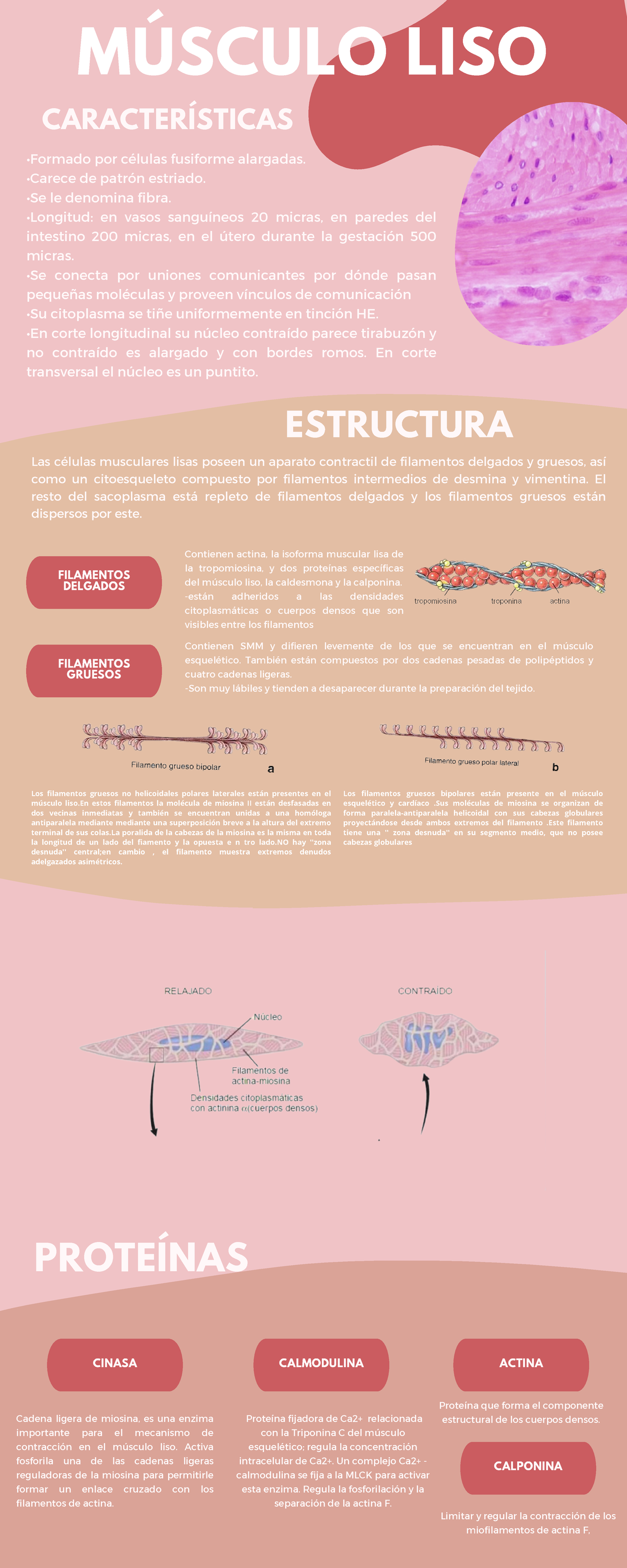 Músculo Liso: Estructura y Características de Filamentos (Biología 101 ...