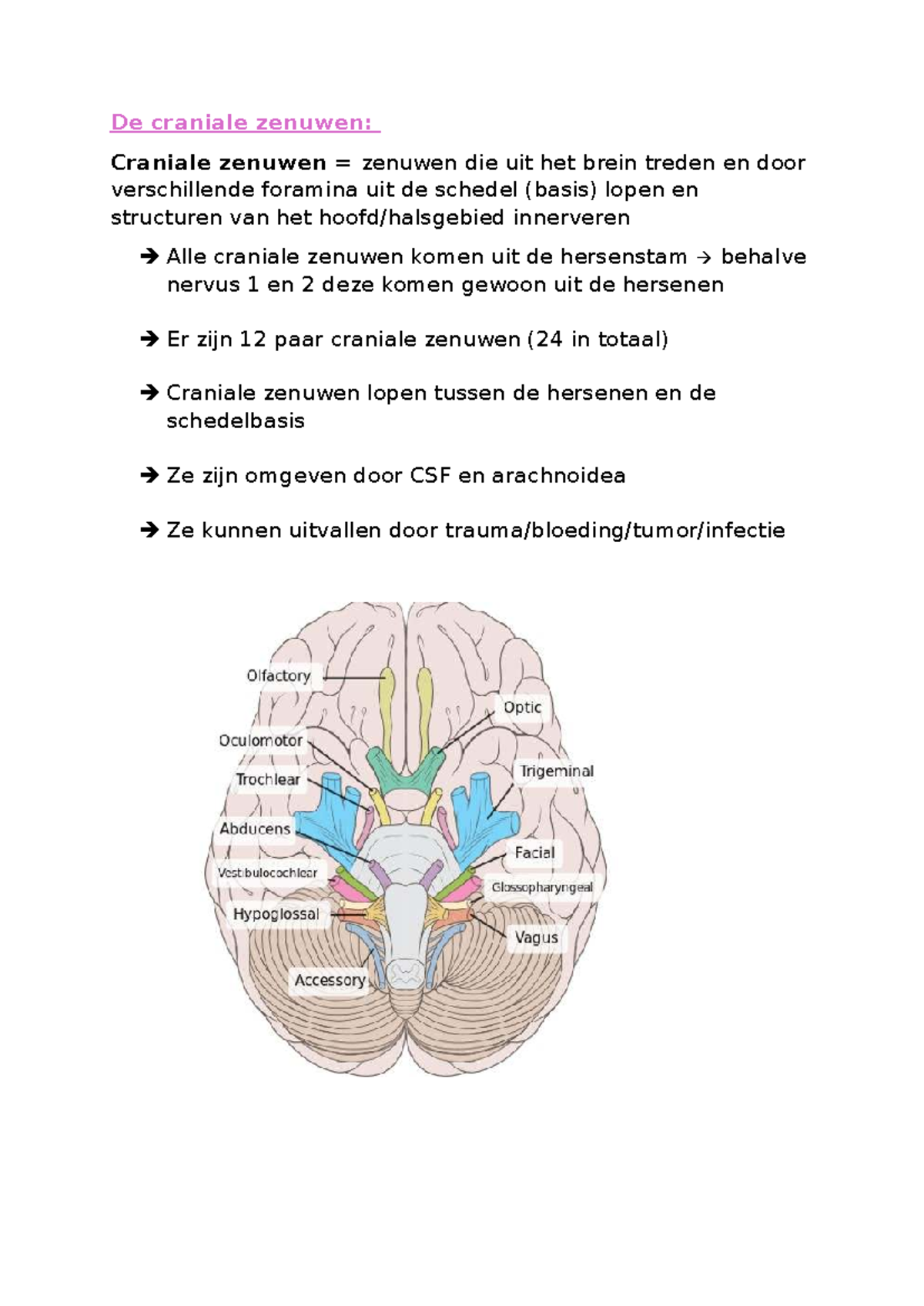 Craniale Zenuwen: Anatomie en Functies van de 12 Paar Zenuwen - Studocu