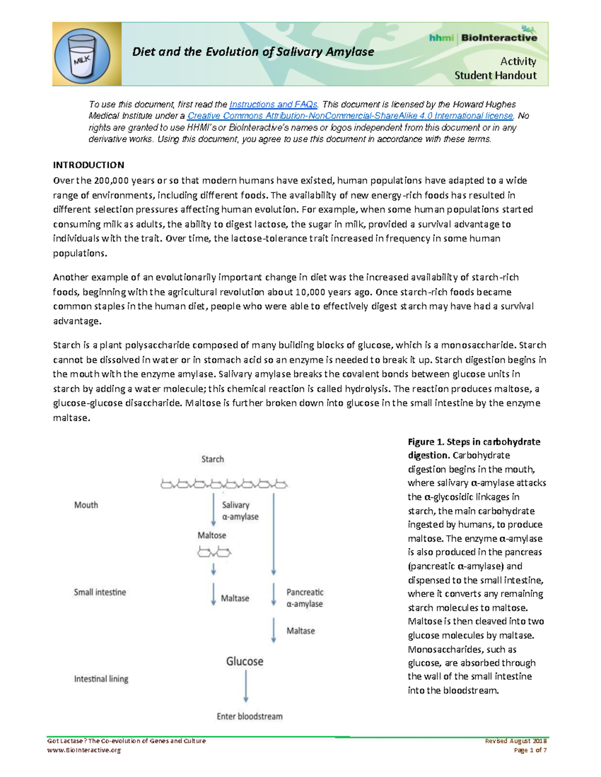 Diet and Evolution of Salivary Amylase: Insights on AMY1 Gene - Studocu