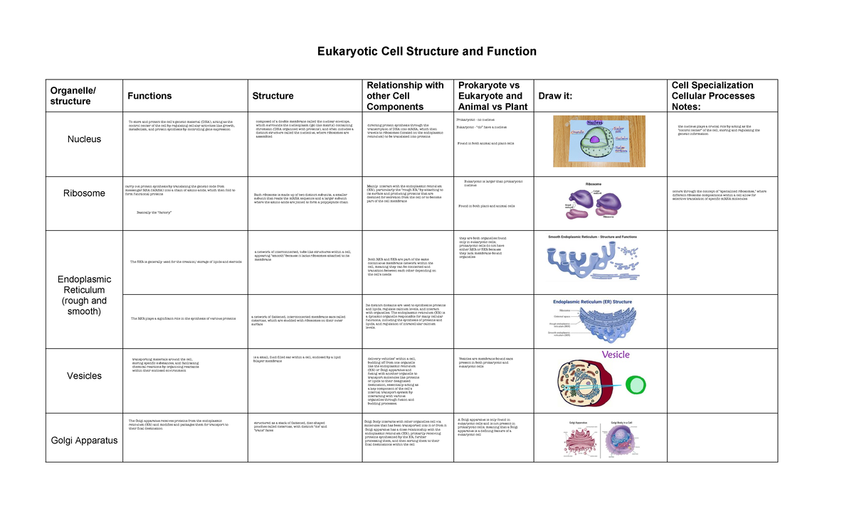 Cell structure eukaryotic - Eukaryotic Cell Structure and Function Organelle/ structure ...