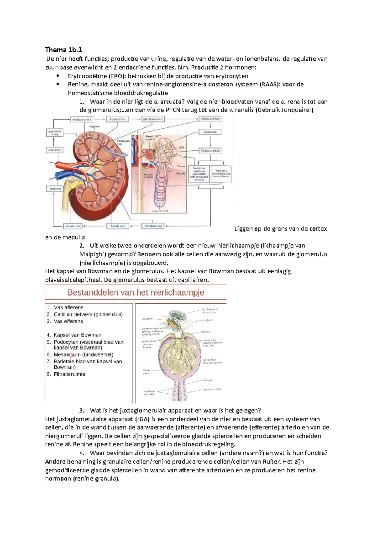 Thema 1b Histologie: De Nier en Haar Functies - Studeersnel