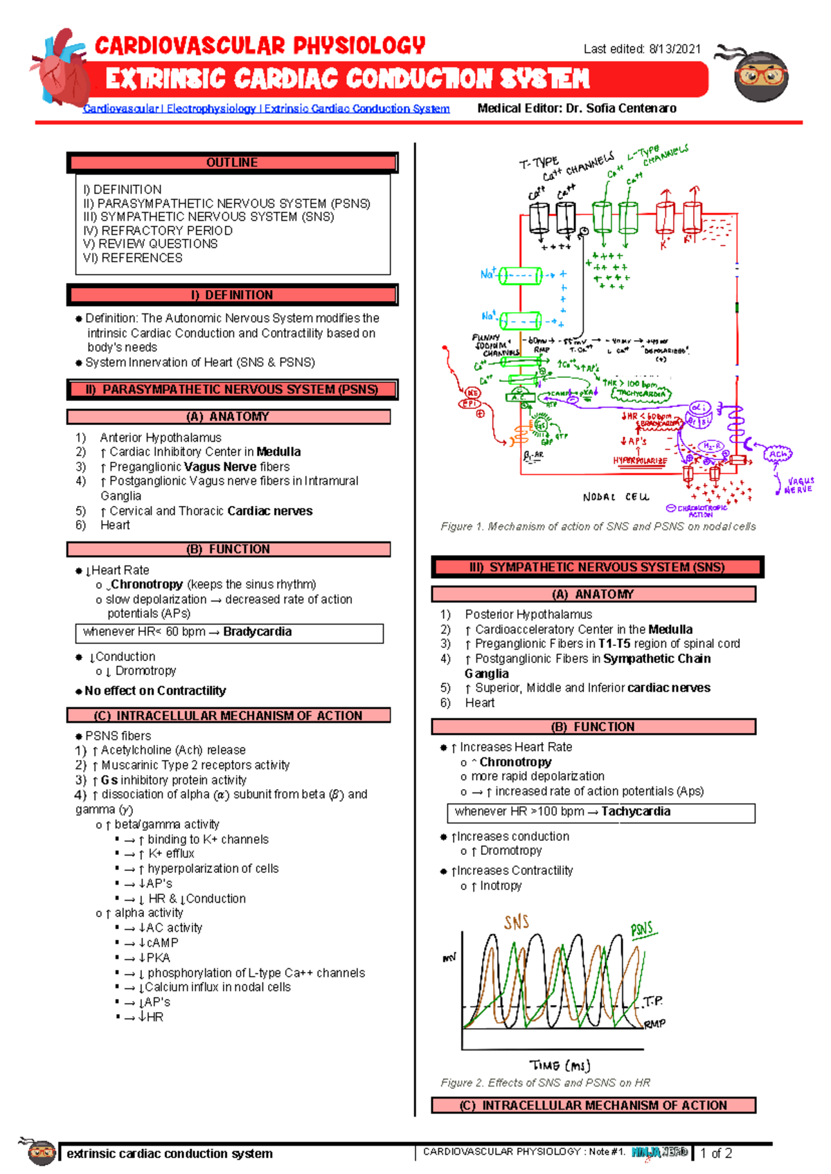 005 Cardiovascular Physiology: Extrinsic Cardiac Conduction System ...