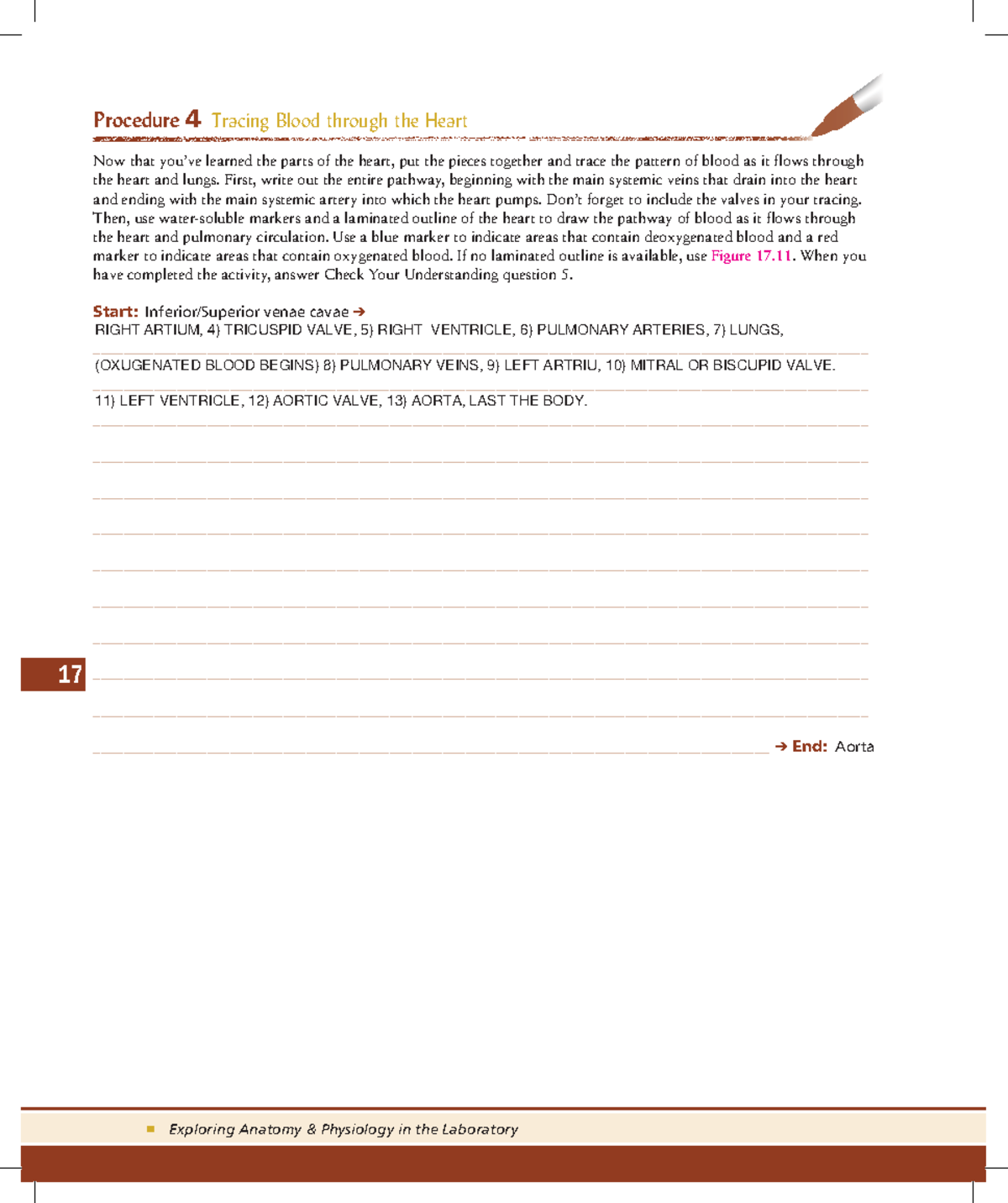 Unit 17 Blood Flow Pathway & Heart Anatomy Exercise 17-1 - Studocu