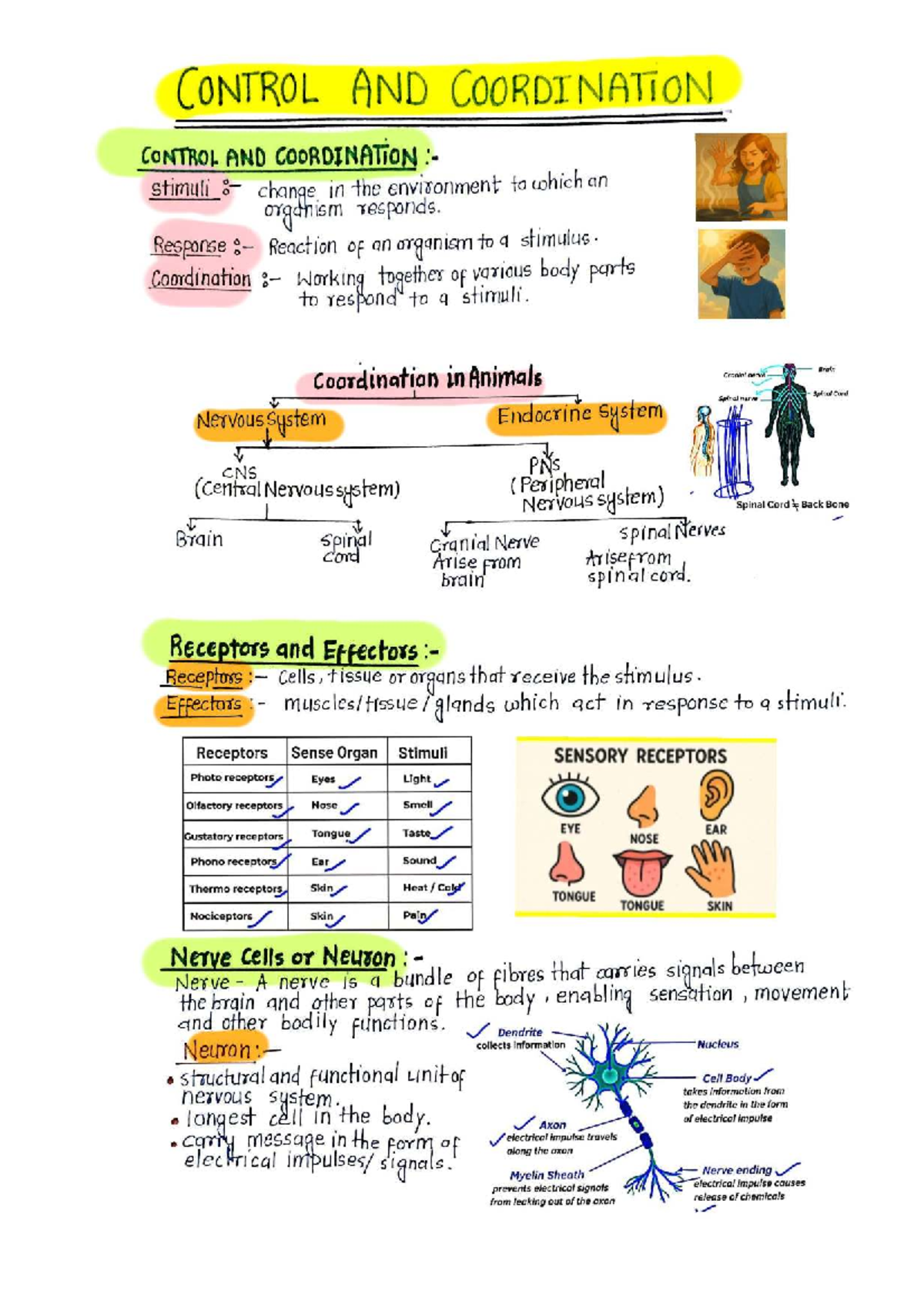 Control & Coordination: Handwritten Notes for CBSE 2025 - Studocu