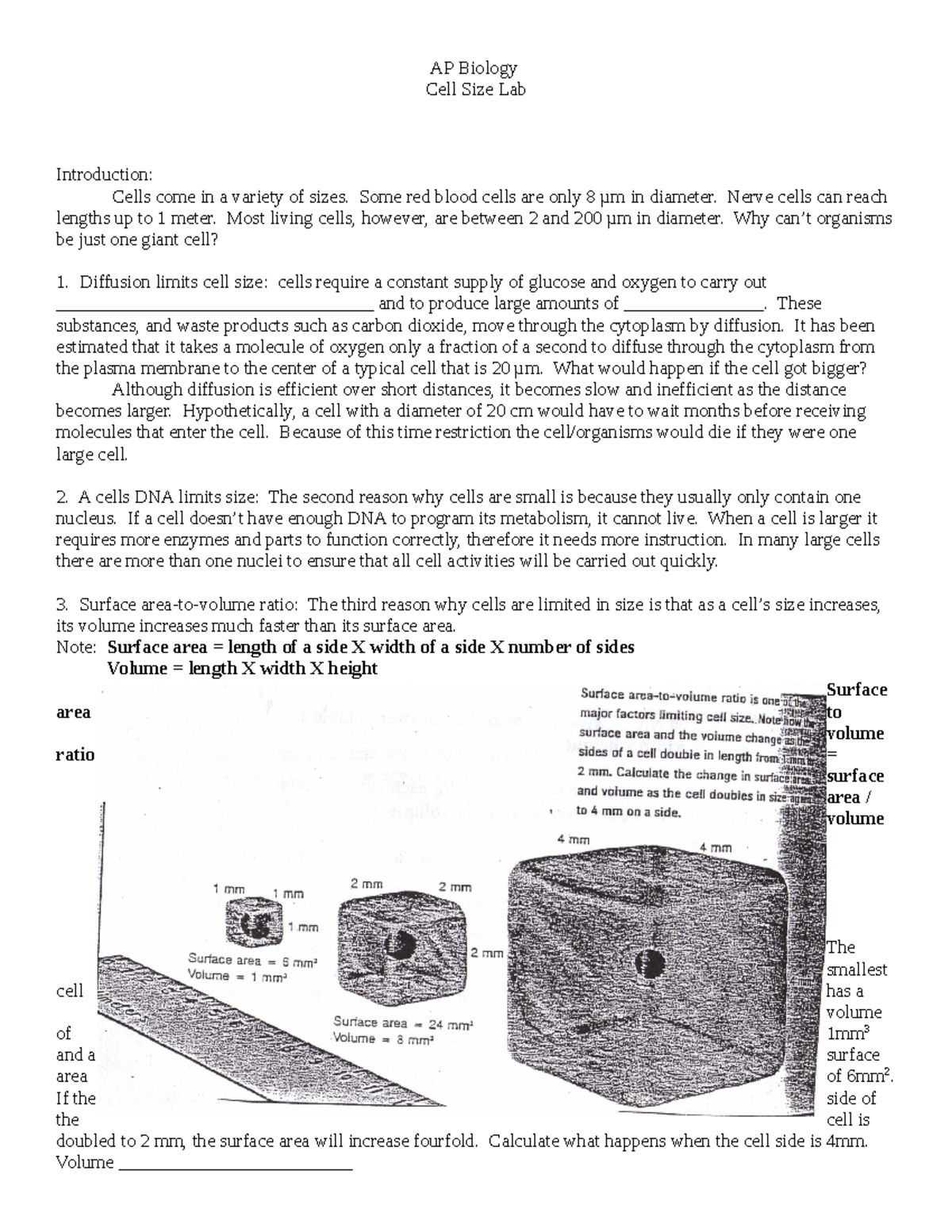 Lab cell size - lab working with the size of cells - AP Biology Cell ...