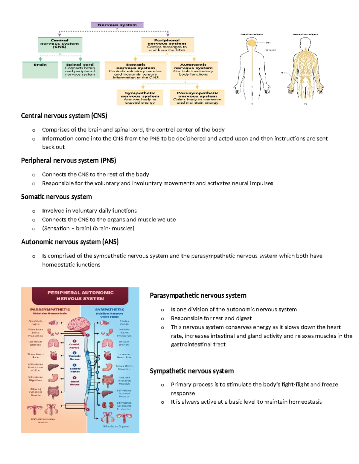 Unit 3 Psychology Notes: CNS, PNS, Neurons, and Memory Functions - Studocu