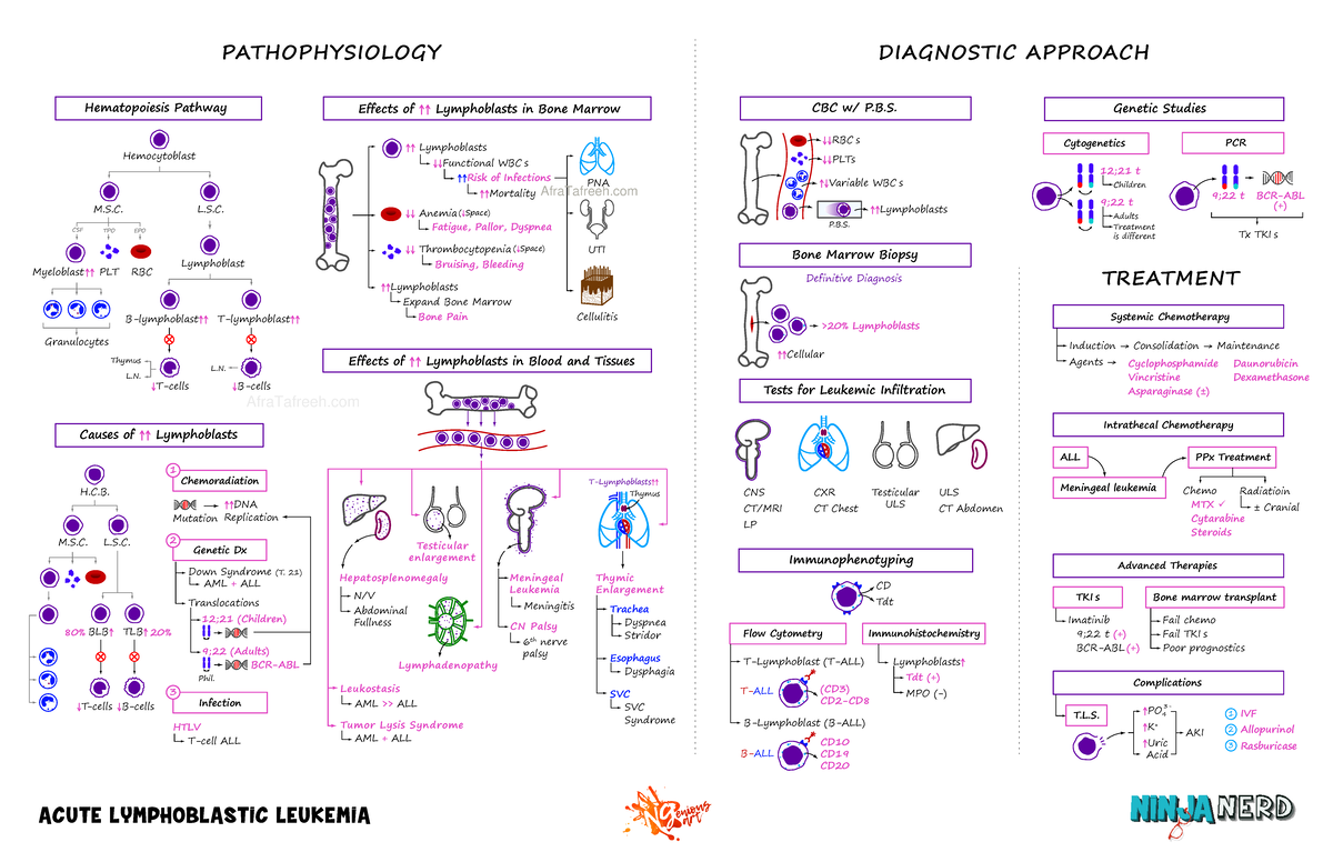 Acute Lymphoblastic Leukemia (ALL) Pathophysiology & Treatment Overview ...