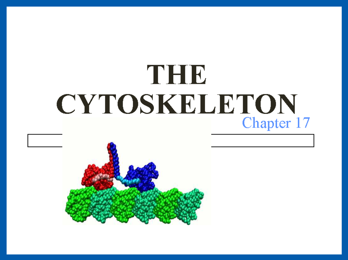 Cytoskeleton Structure and Functions: Microtubules (BIO 101) - Studocu