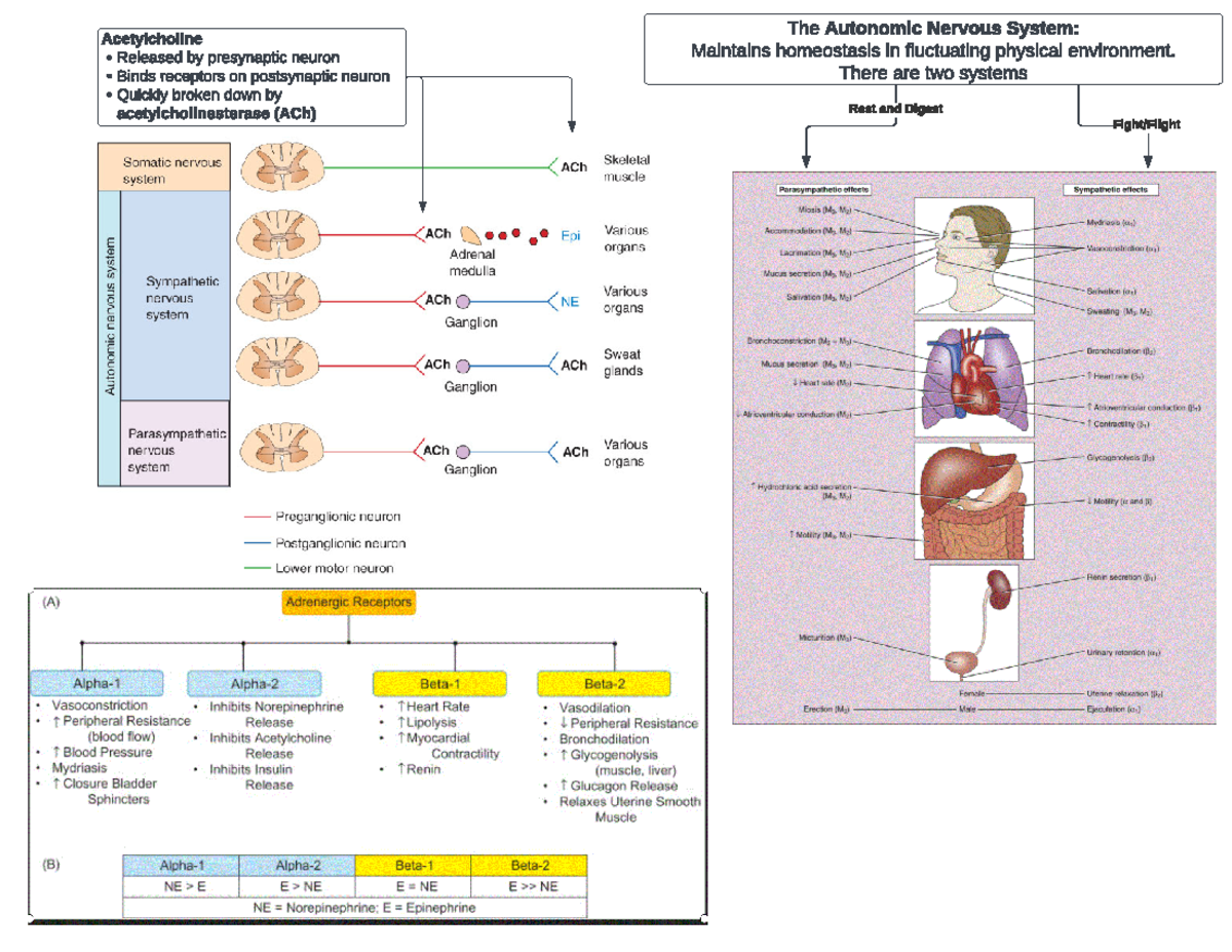 1 Concept Map Pharm intro neurotransmitters - PHARM 7361 - The ...