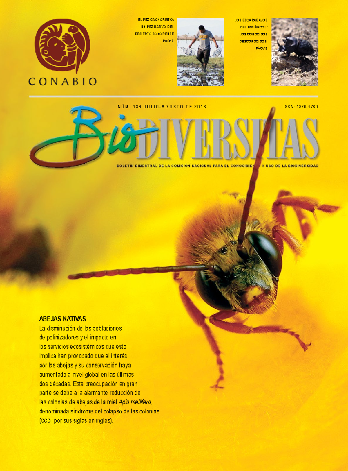 Abejas conabio - EL PEZ CACHORRITO: UN PEZ NATIVO DEL DESIERTO ...