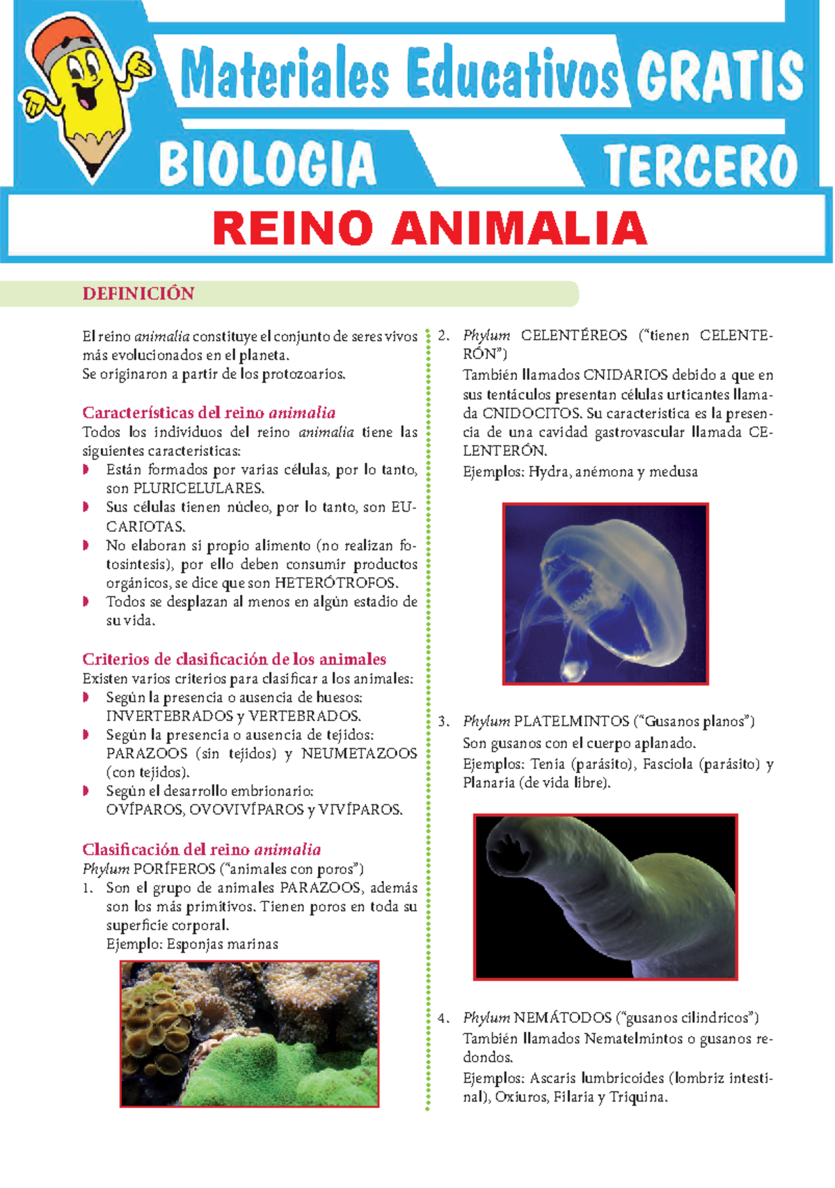 3. Reino-Animal - rgerg - DEFINICIÓN El reino animalia constituye el ...
