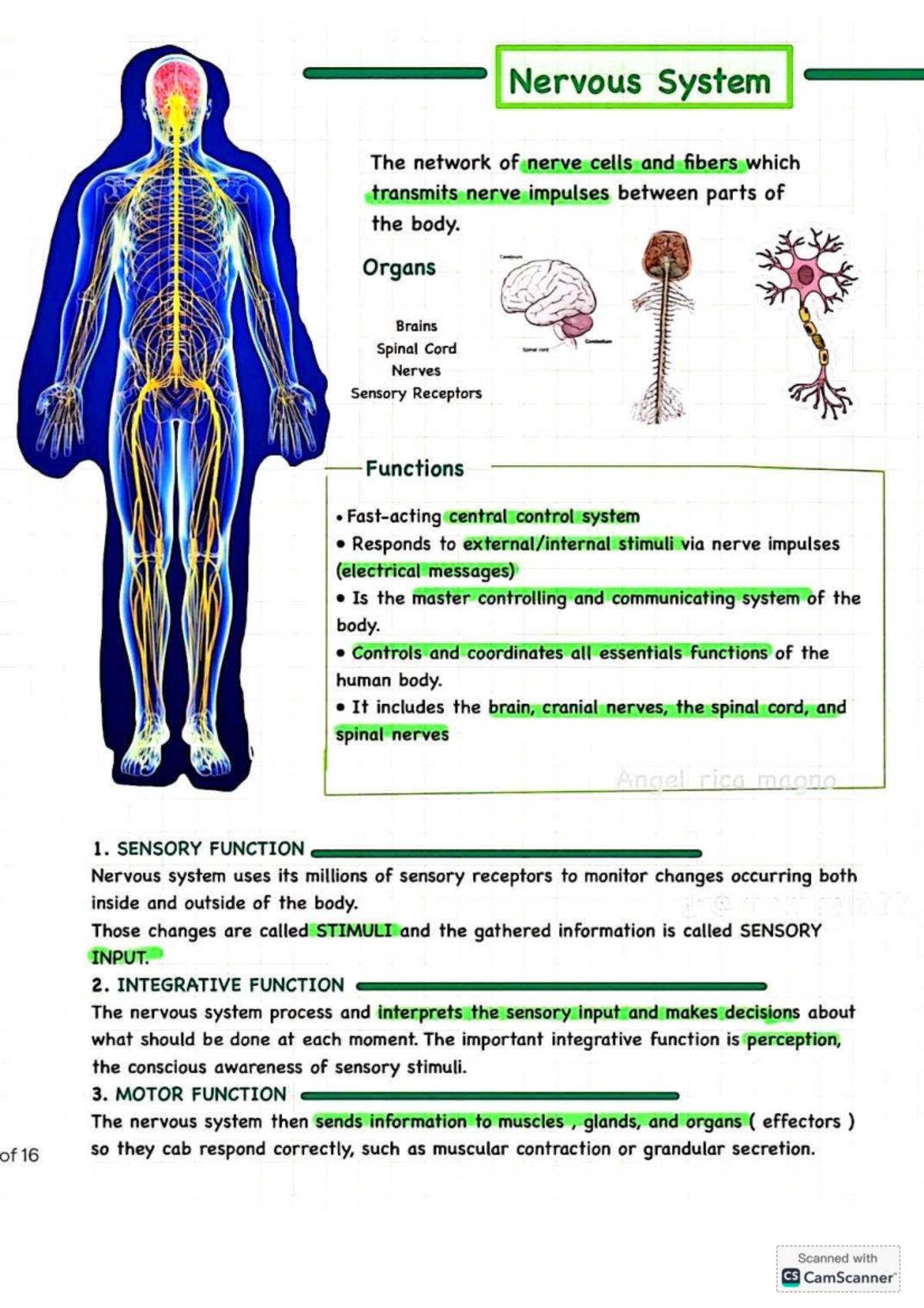 Nervous System Overview: Functions, Structures, and Disorders - Studocu