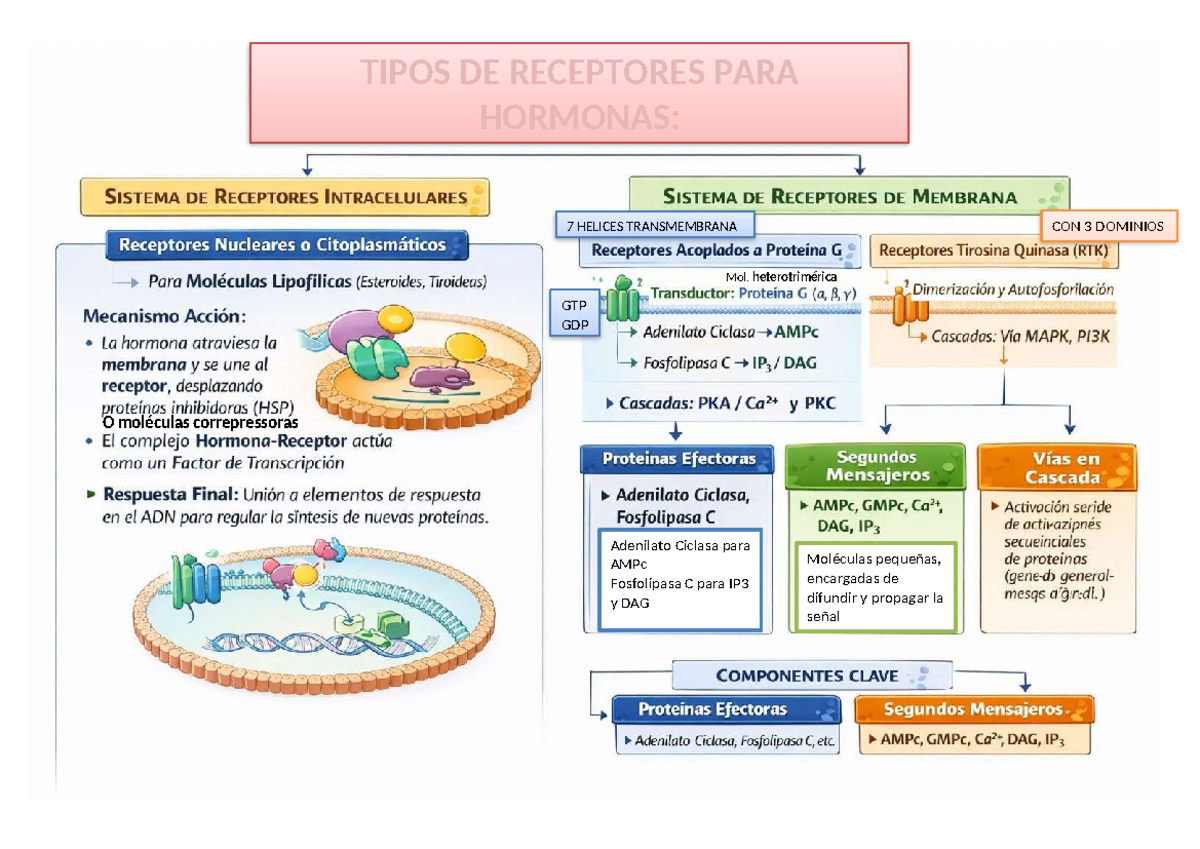 Receptores Hormonales: Tipos y Mecanismos de Acción - Studocu