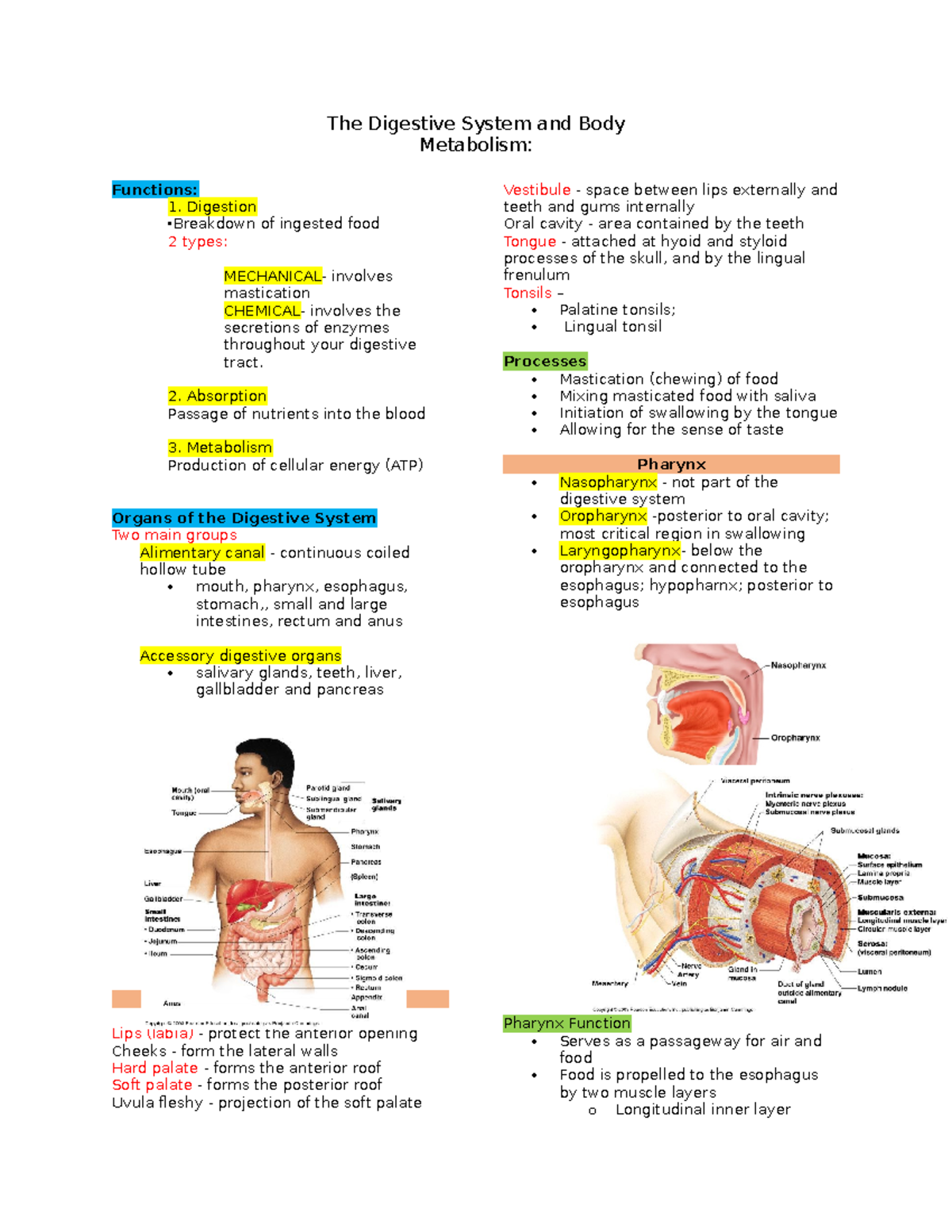 3- The Digestive System - The Digestive System and Body Metabolism ...