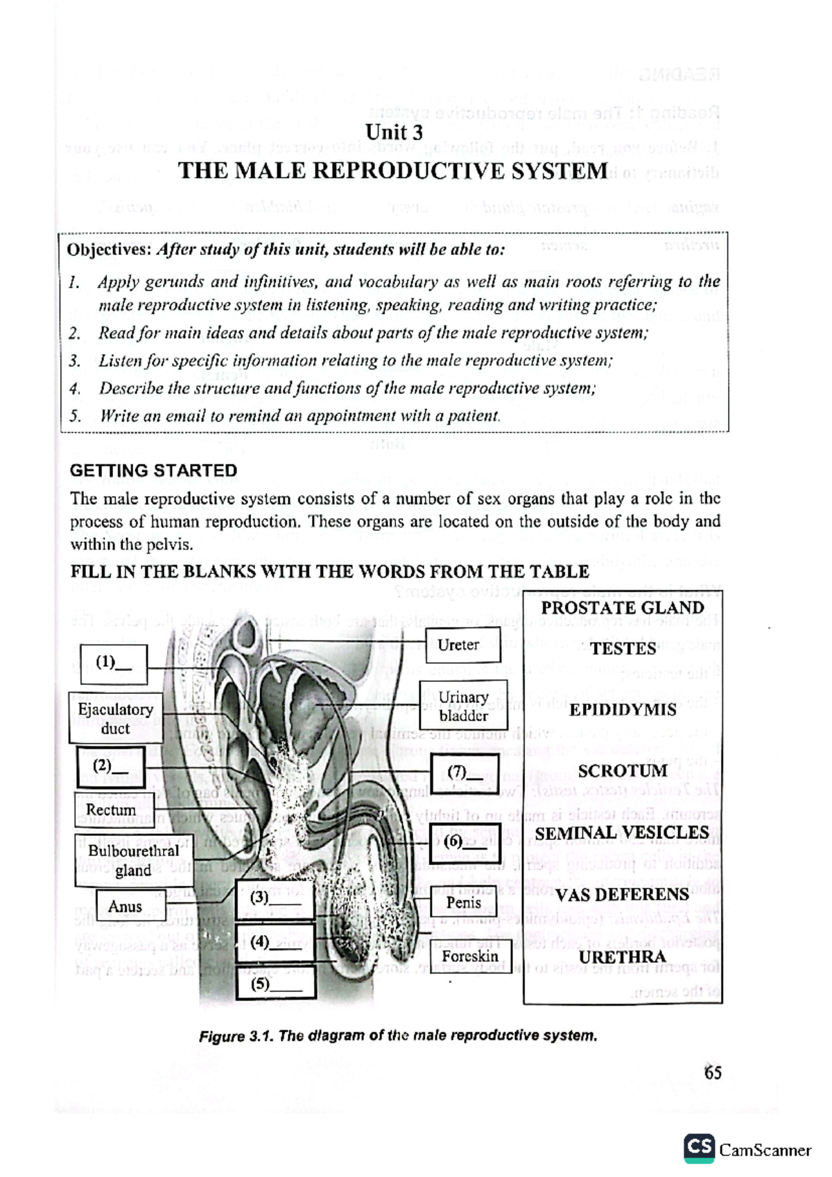 The Male Reproductive system - Unit 3 THE MALE REPRODUCTIVE SYSTEM ...
