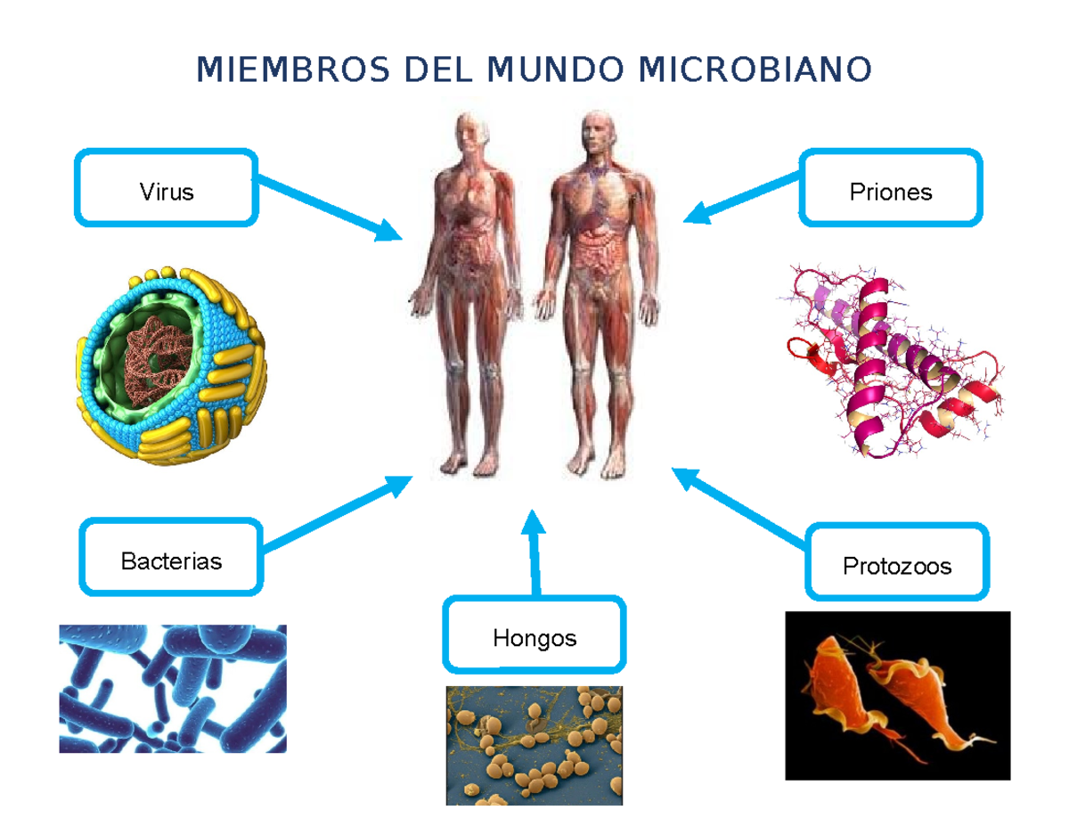 Miembros del mundo microbiano - MIEMBROS DEL MUNDO MICROBIANO Virus ...