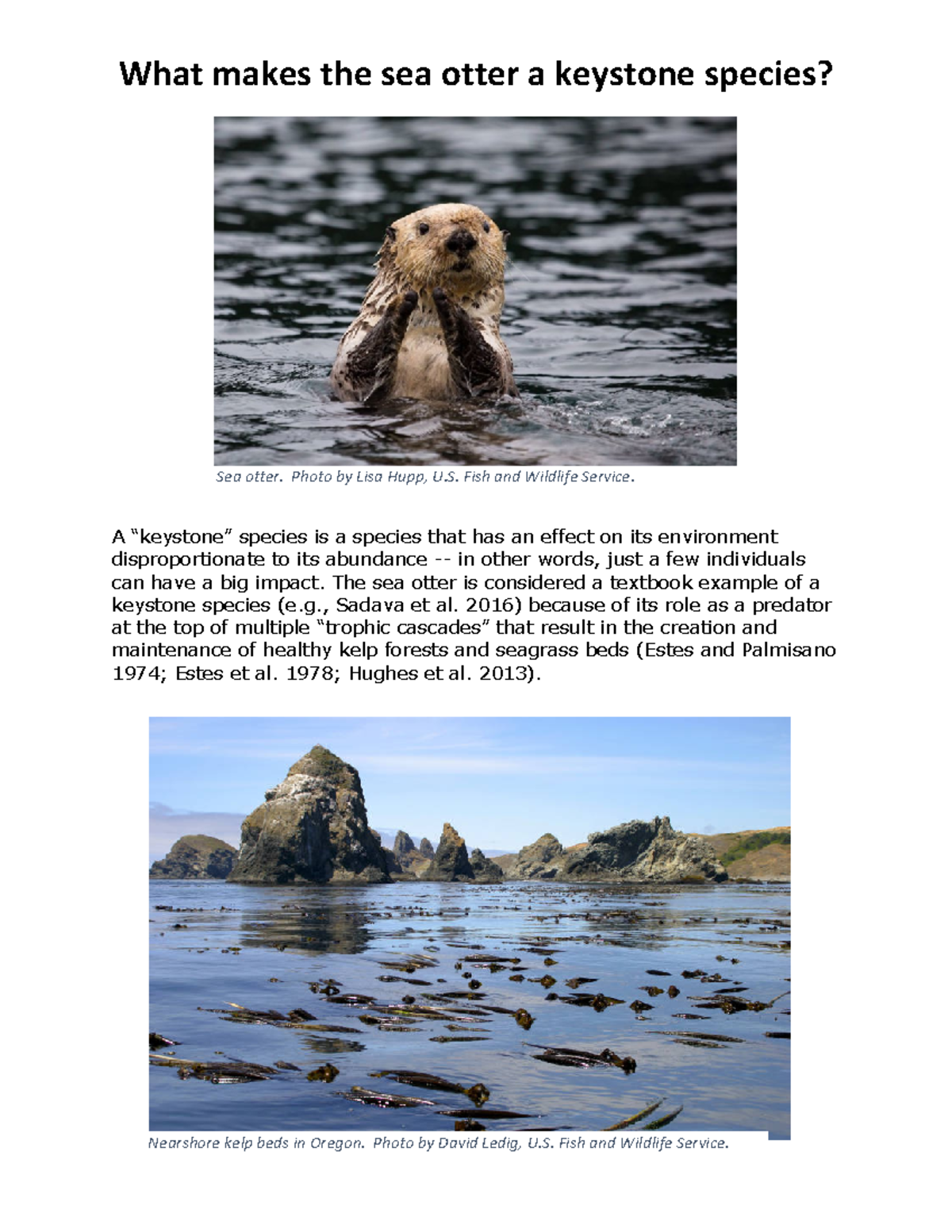The Keystone Role of Sea Otters in Marine Ecosystems 07302021 - Studocu