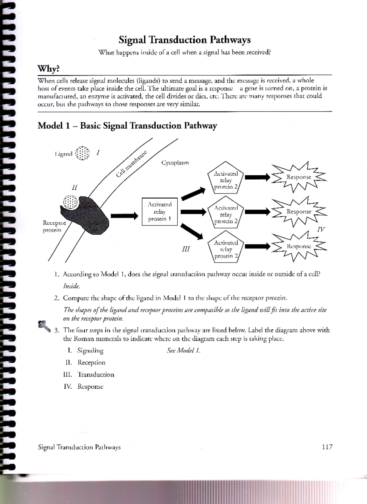 611615324 Signal Transduction Pathways POGIL Answer Key Overview - Studocu
