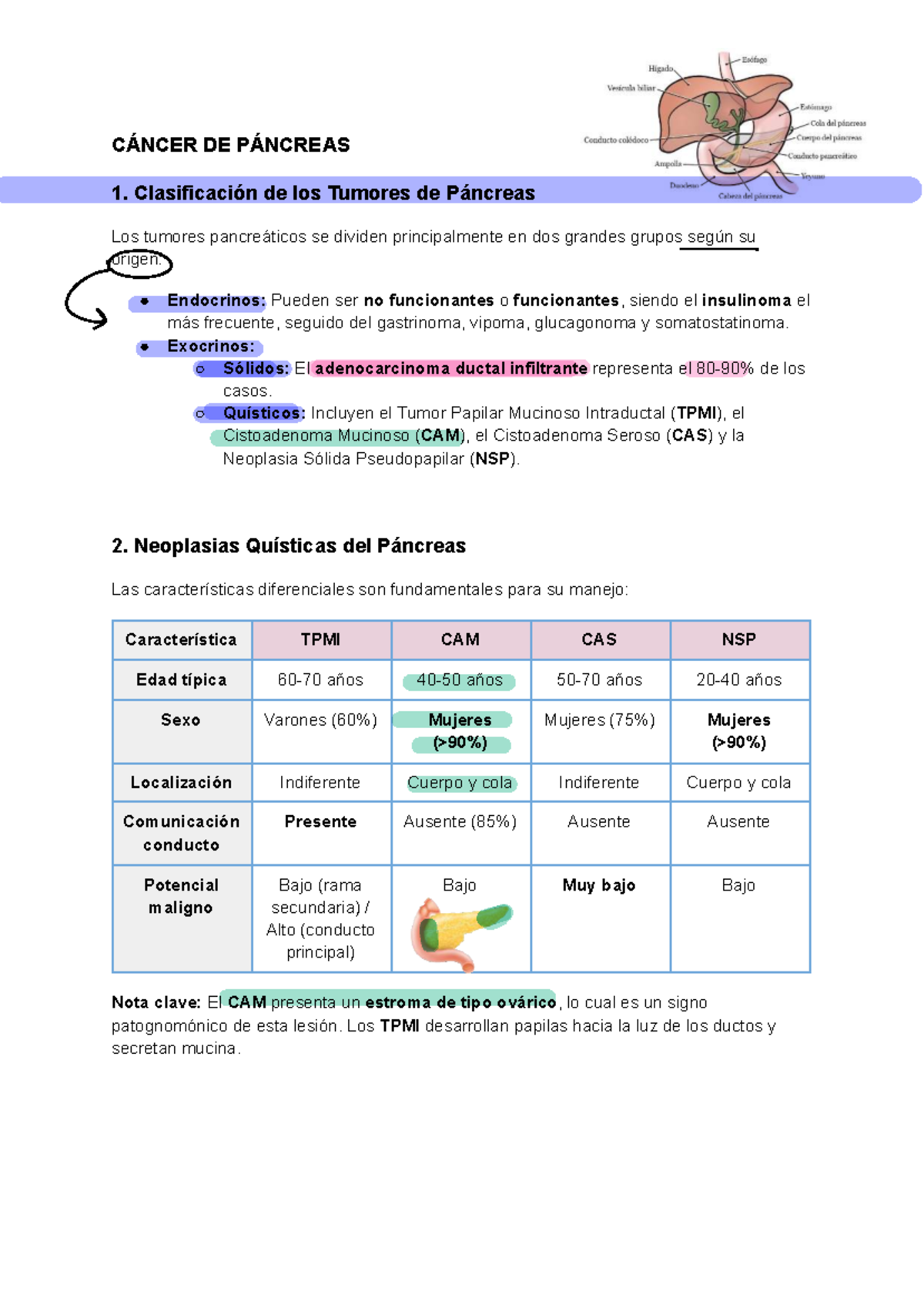 Tumores de Páncreas: Clasificación y Cáncer - APUNTES 25/26 - Studocu