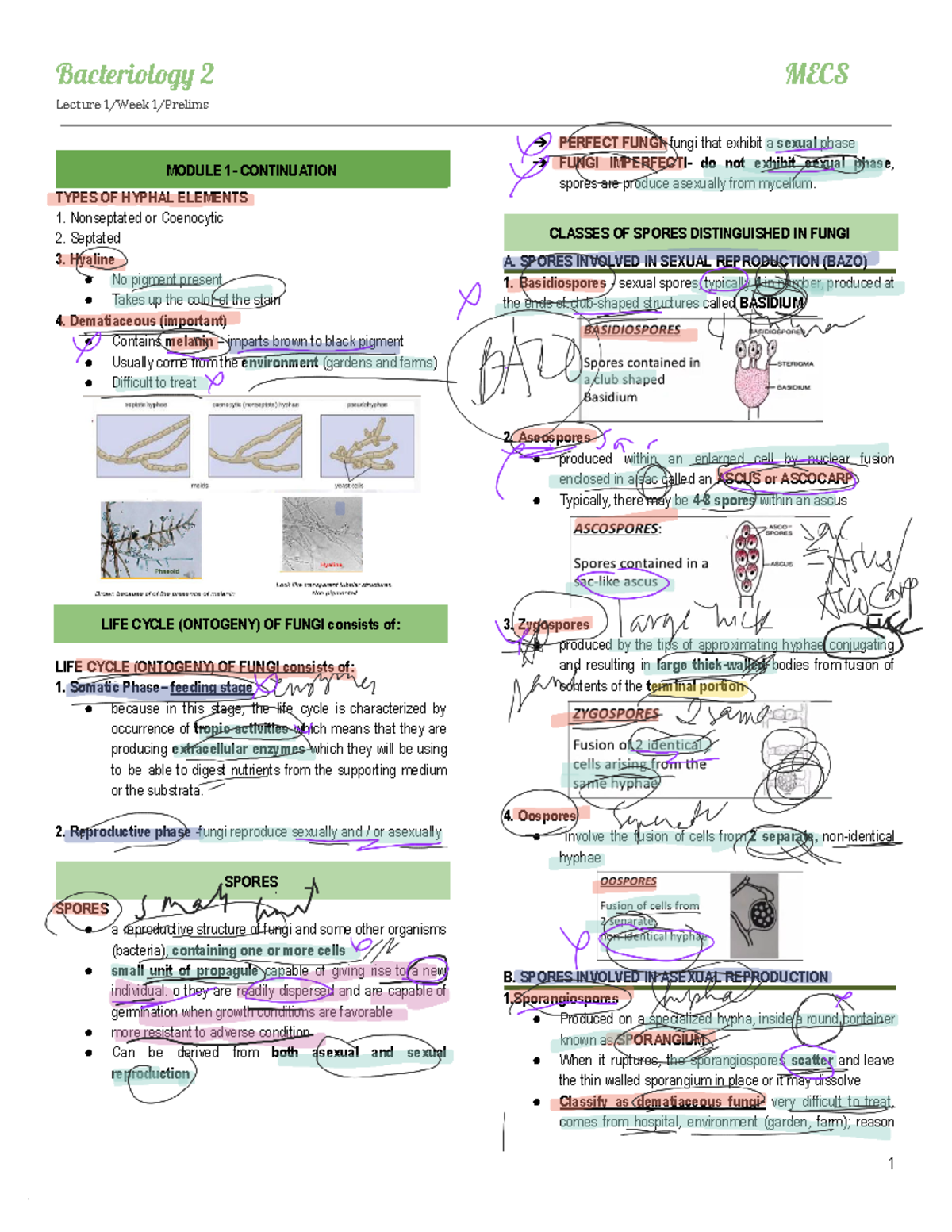 Bacte 2 Lesson 1: Overview of Fungal Hyphal Elements and Life Cycles ...