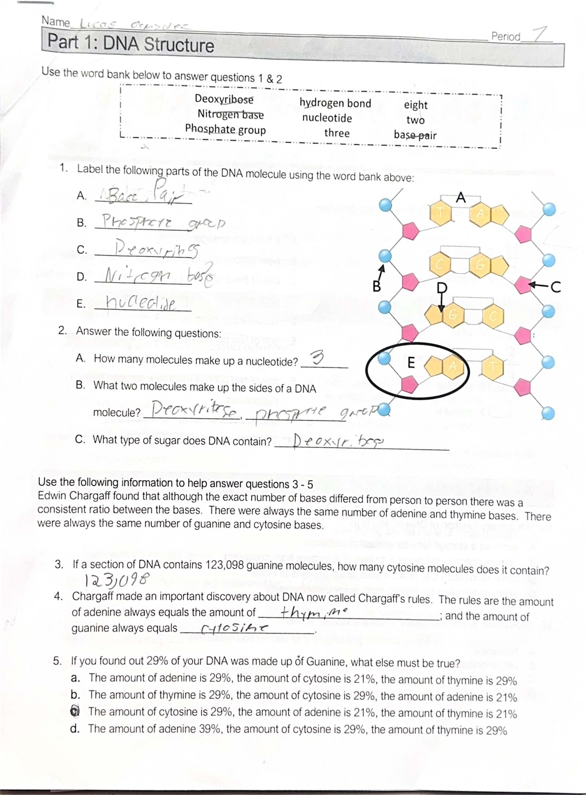 Formative Assessment Questions - 8.1-8.3: DNA Structure & Function ...