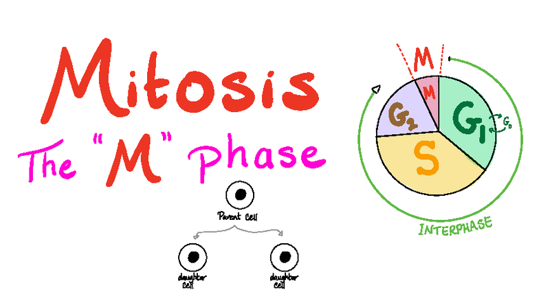 Mitosis Overview: Key Phases and Processes (Bio 101) - Studocu