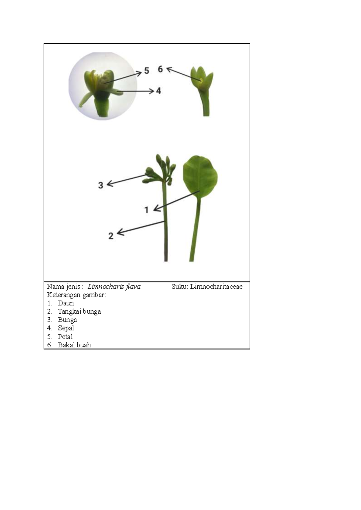 Alismatidae - biologi x mipa - Nama jenis : Limnocharis flava Suku ...