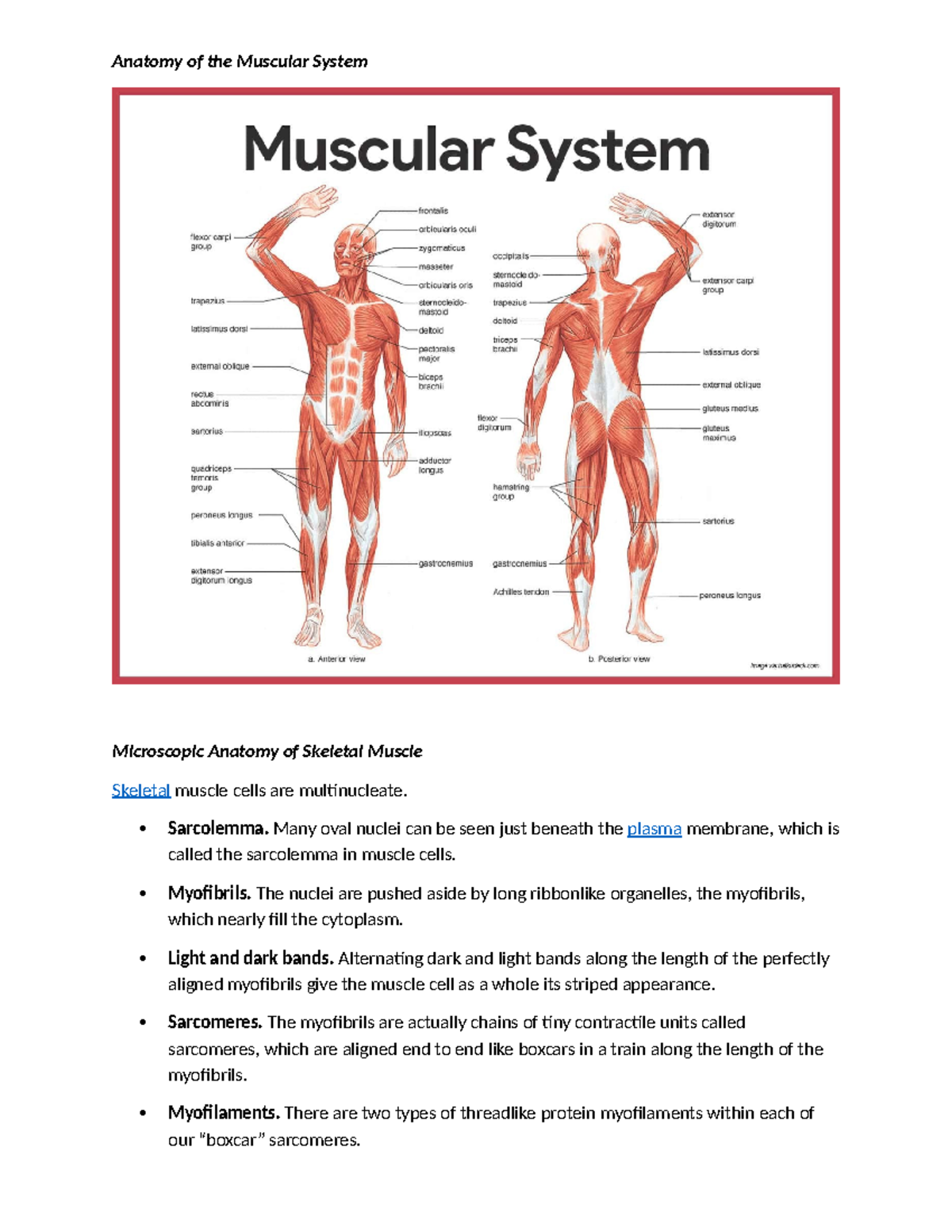 Anatomy of the Muscular System: Detailed Overview and Functions - Studocu