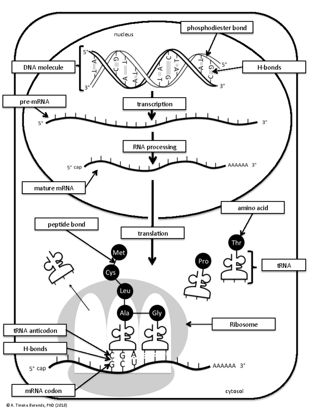 Labeling Key - transcrip@on RNA processing transla@on pre-mRNA mature ...