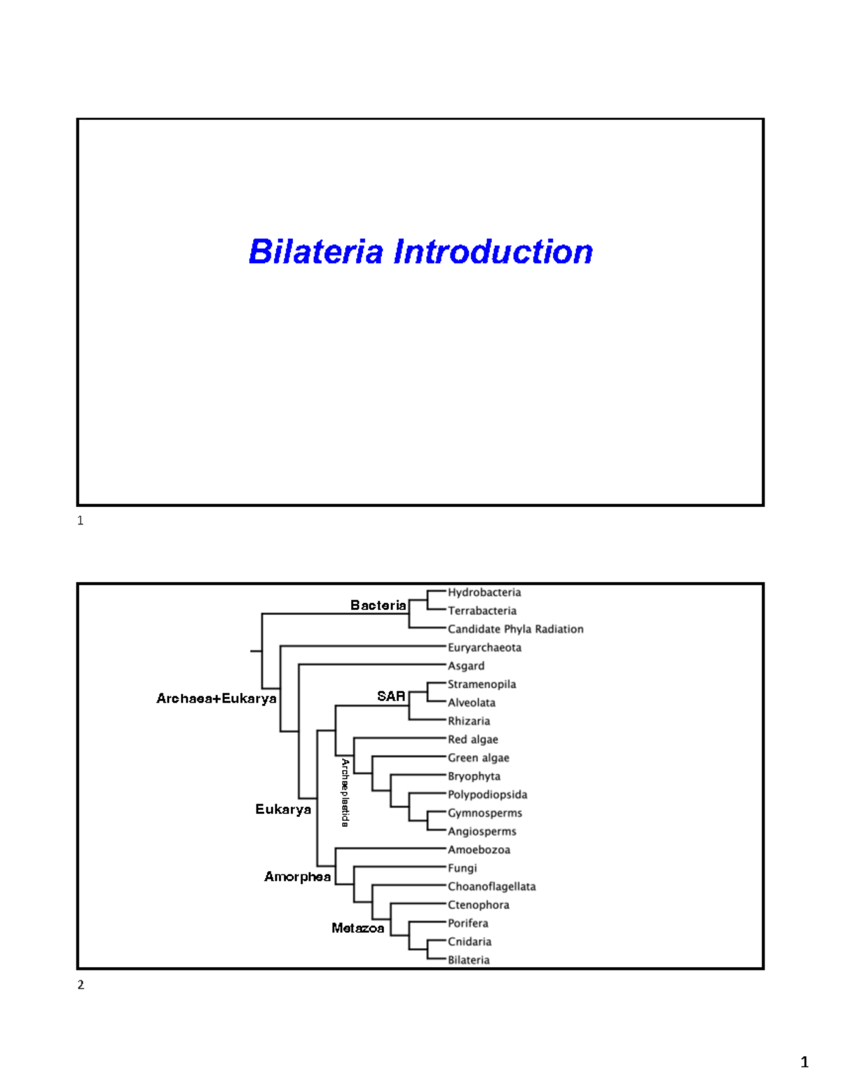 BIOL2010 Final Exam Notes: Introduction to Bilateria - Bilateria ...