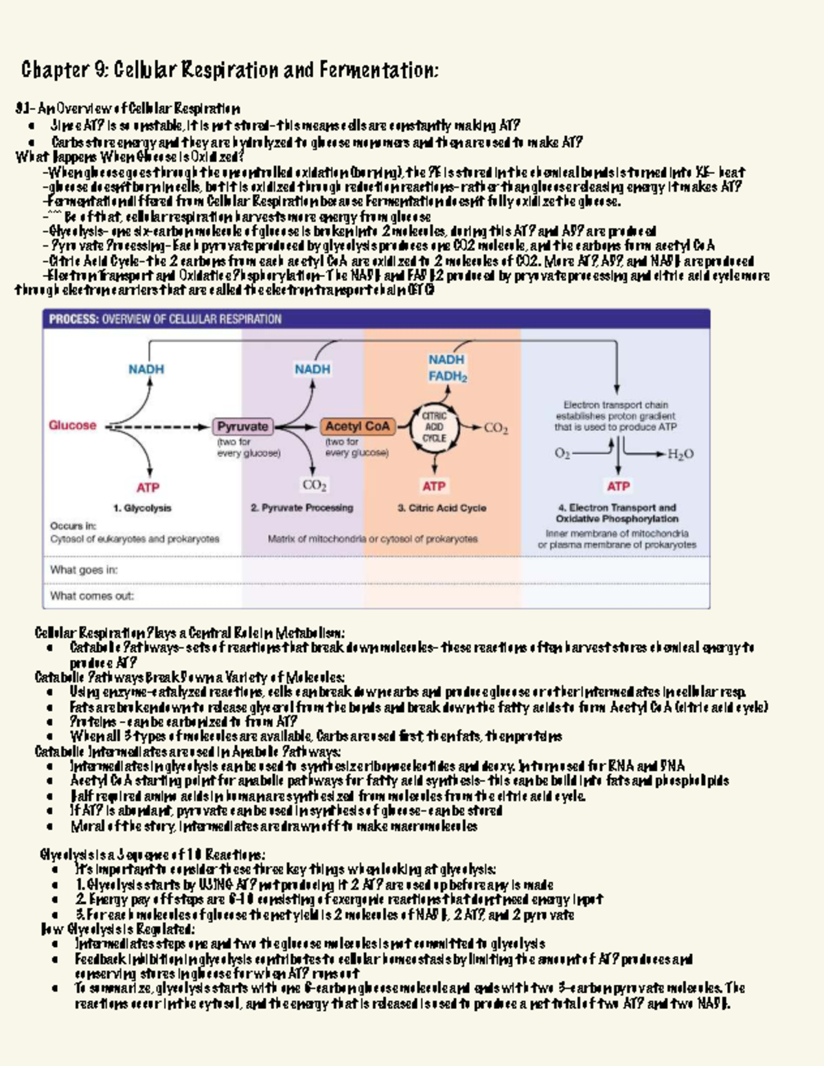 Cellular Respiration and Fermentation: Insights from Chapter 9 - Studocu