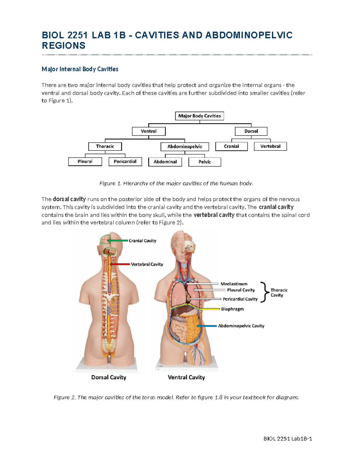 Body Cavity And Abdominal Regions