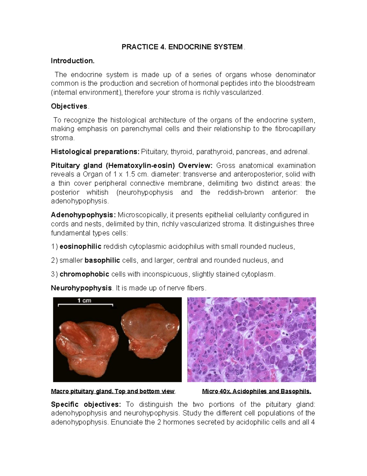 Endocrine System Activity 4: Histological Analysis and Objectives - Studocu