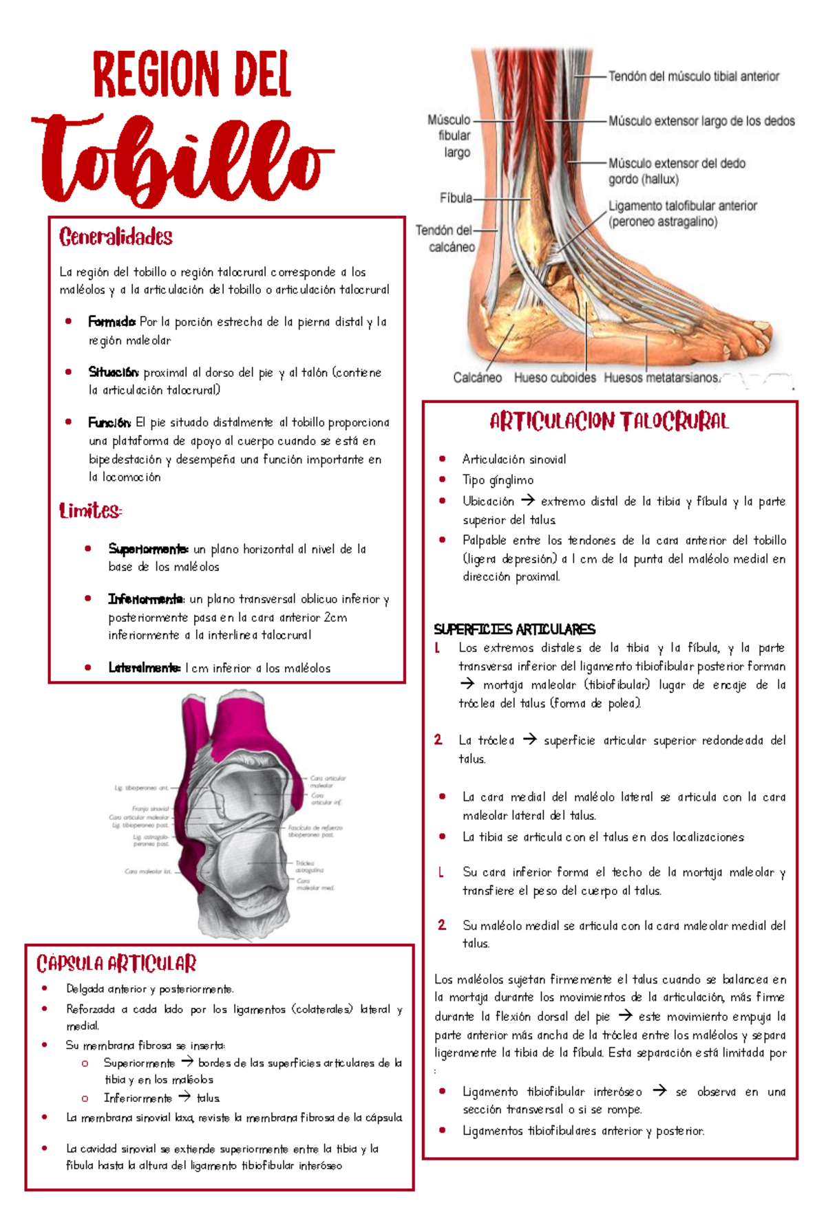 Anatomía del Tobillo: Estructura, Función y Articulaciones - Studocu