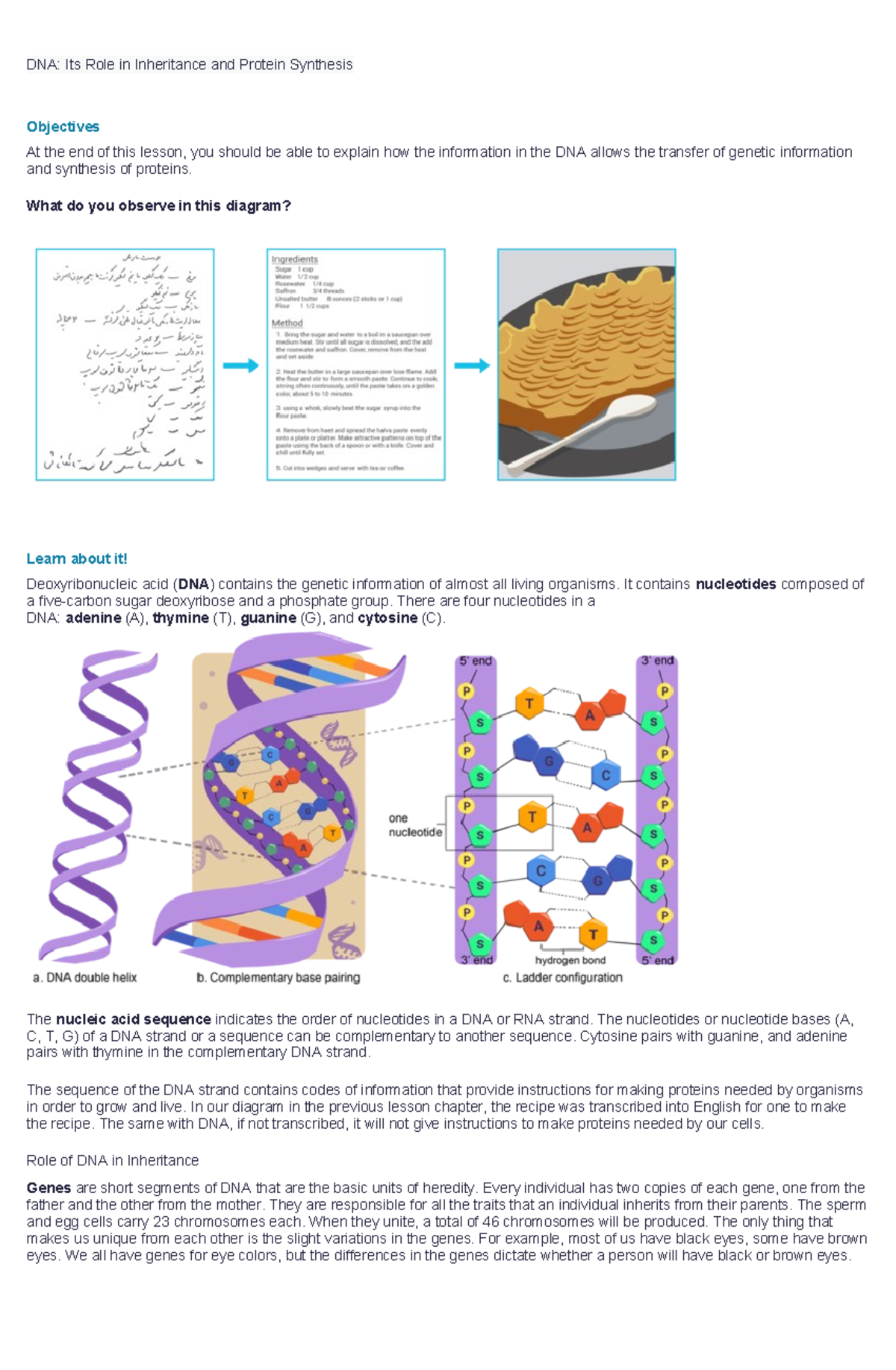 15.BIO101: DNA's Function in Genetics & Protein Synthesis - Studocu