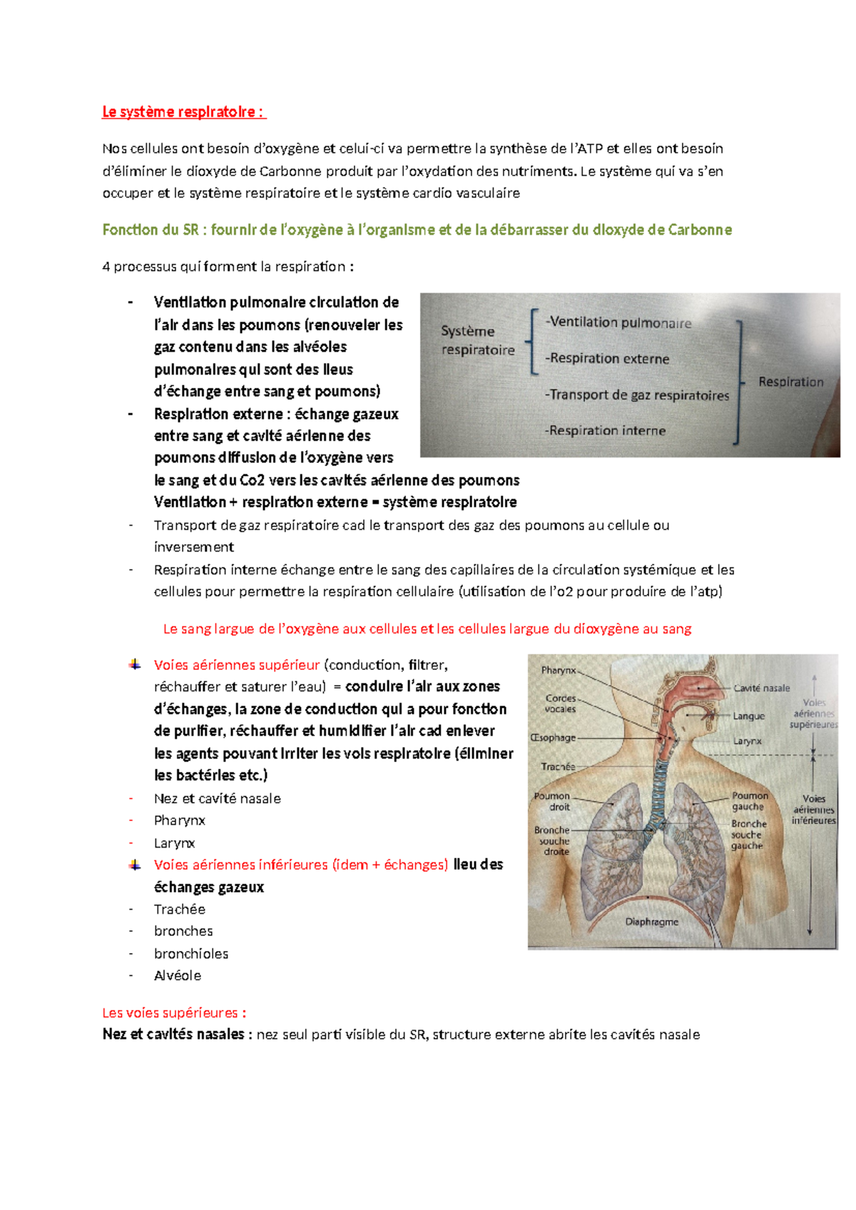Système respiratoire : Fonctionnement et Échanges Gazeux [3931] - Studocu