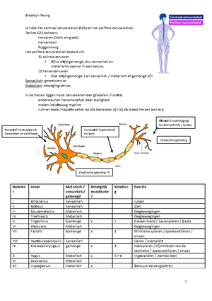 Anatomie van de Romp: Wervelkolom en Rugspieren Overzicht - Studeersnel