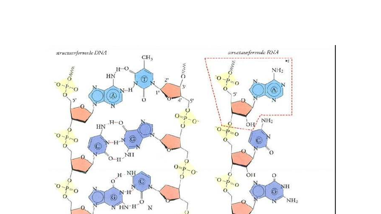DNA Genexpressie en Transcriptie Structuren: Biologie Les 101 - Studeersnel