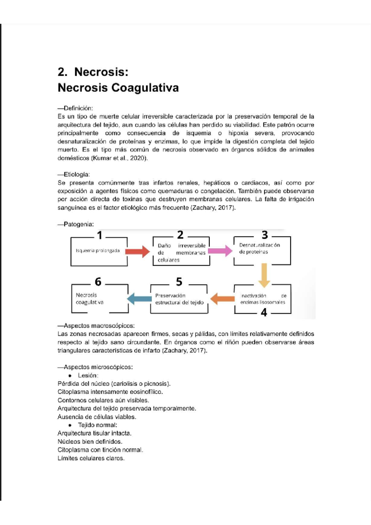 2. Necrosis Coagulativa y Caseosa: Características y Patogenia - Studocu