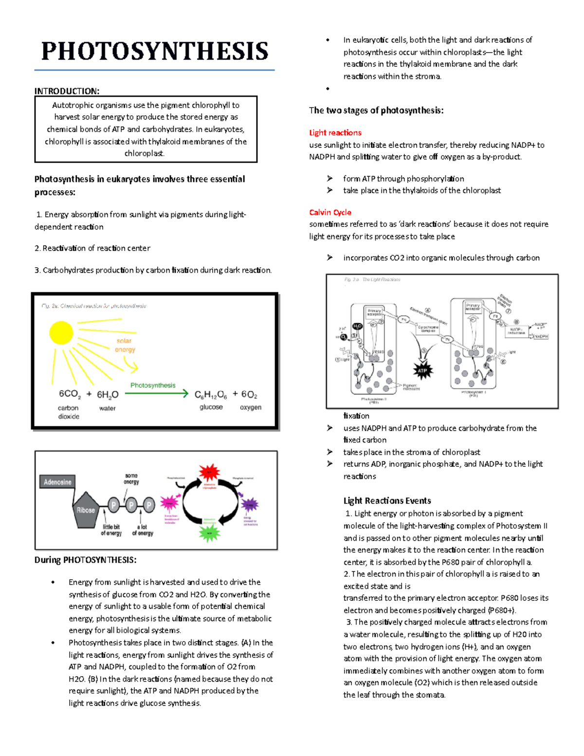 Photosynthesis Notes - PHOTOSYNTHESIS INTRODUCTION: Photosynthesis in ...