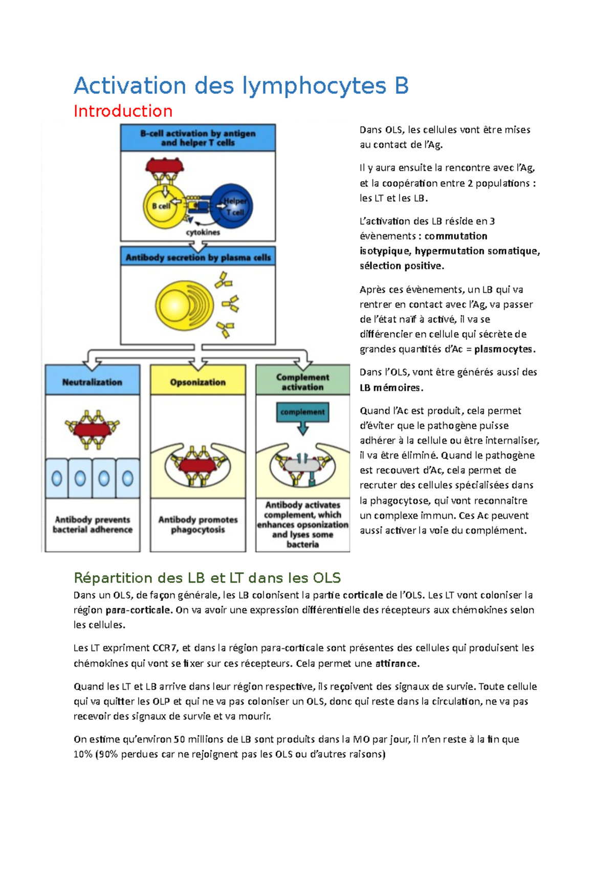 Immunologie - Activation des Lymphocytes B et Commutation Isotypique ...