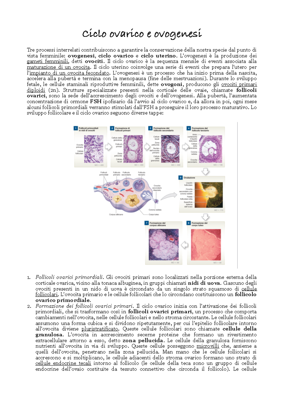 Embriologia - Varie fasi - Ciclo ovarico e ovogenesi Tre processi ...