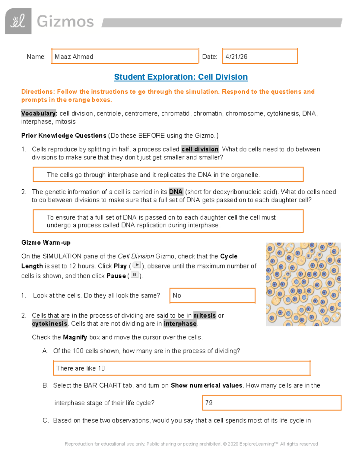 Cell Division SE Exploration: Understanding Mitosis and Phases - Studocu